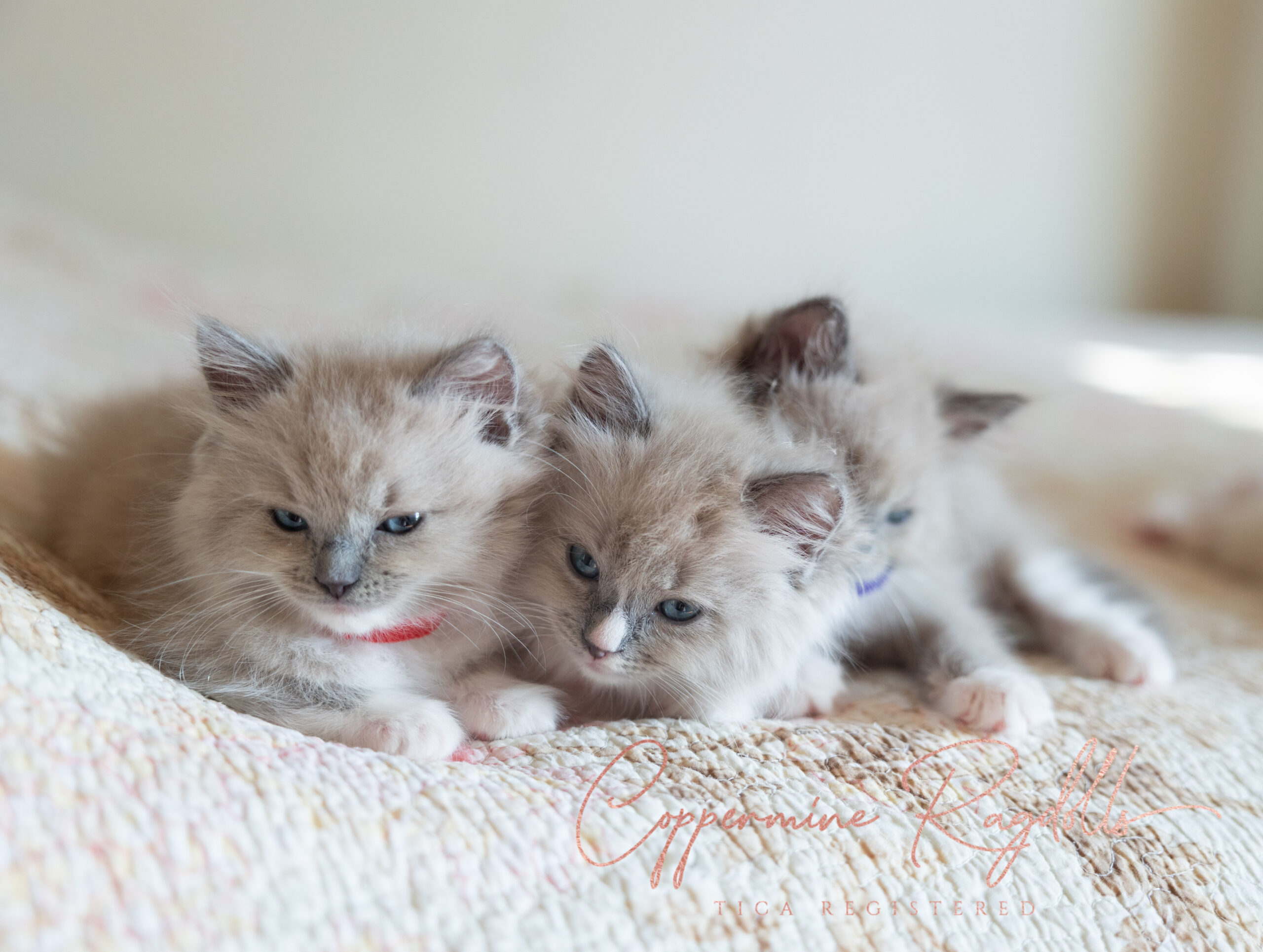 KittenNursery - Coppermine Ragdolls