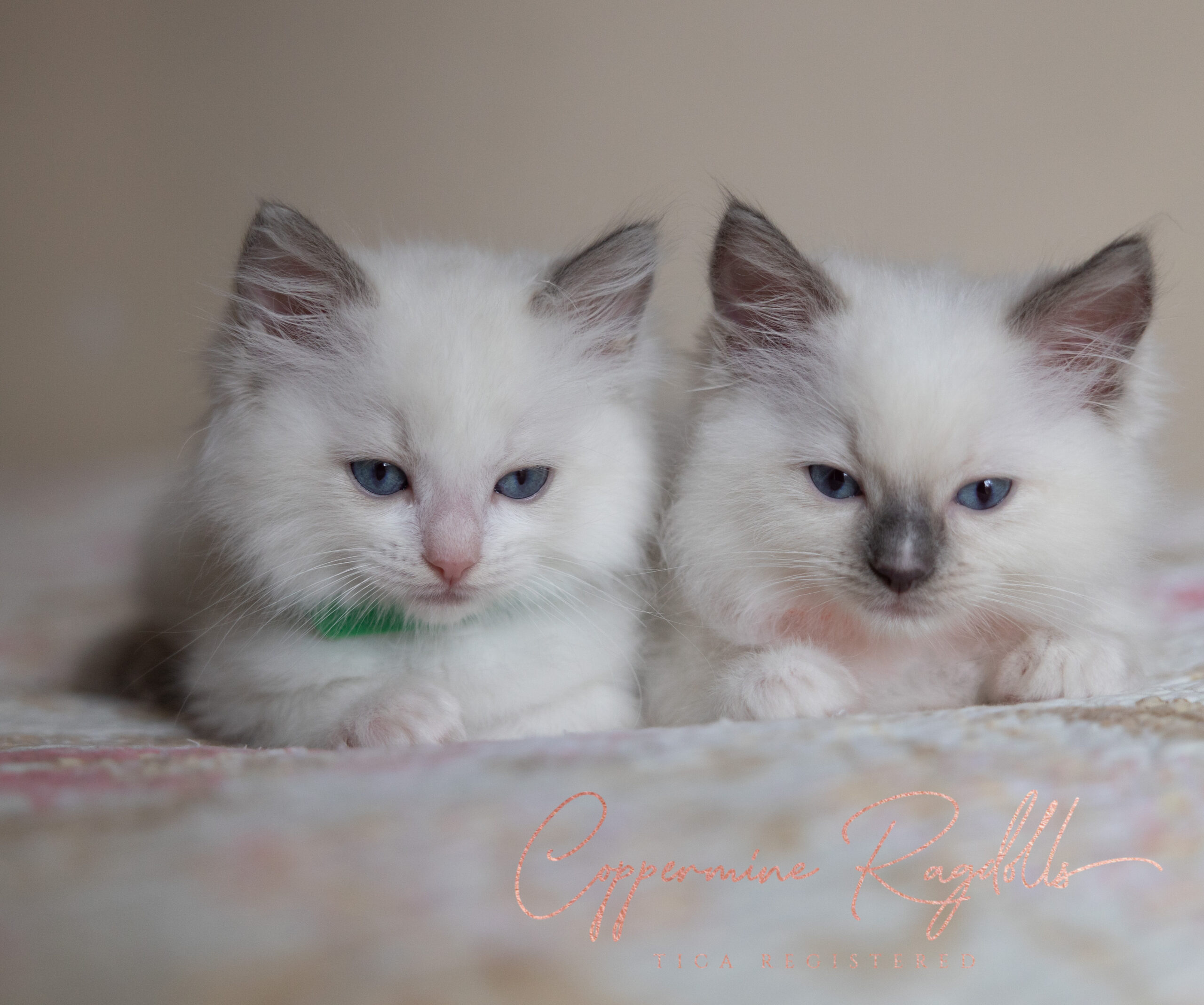 KittenNursery - Coppermine Ragdolls