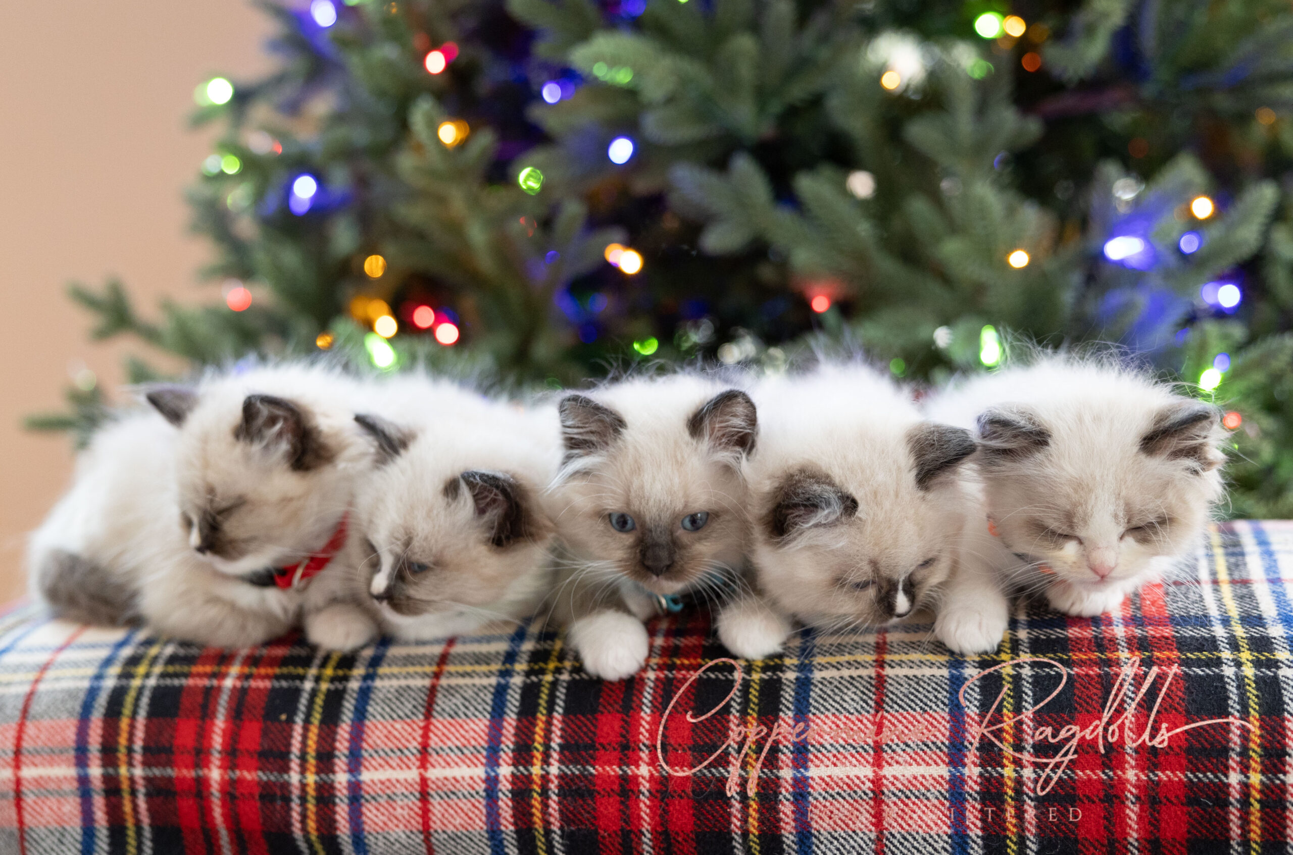 KittenNursery - Coppermine Ragdolls