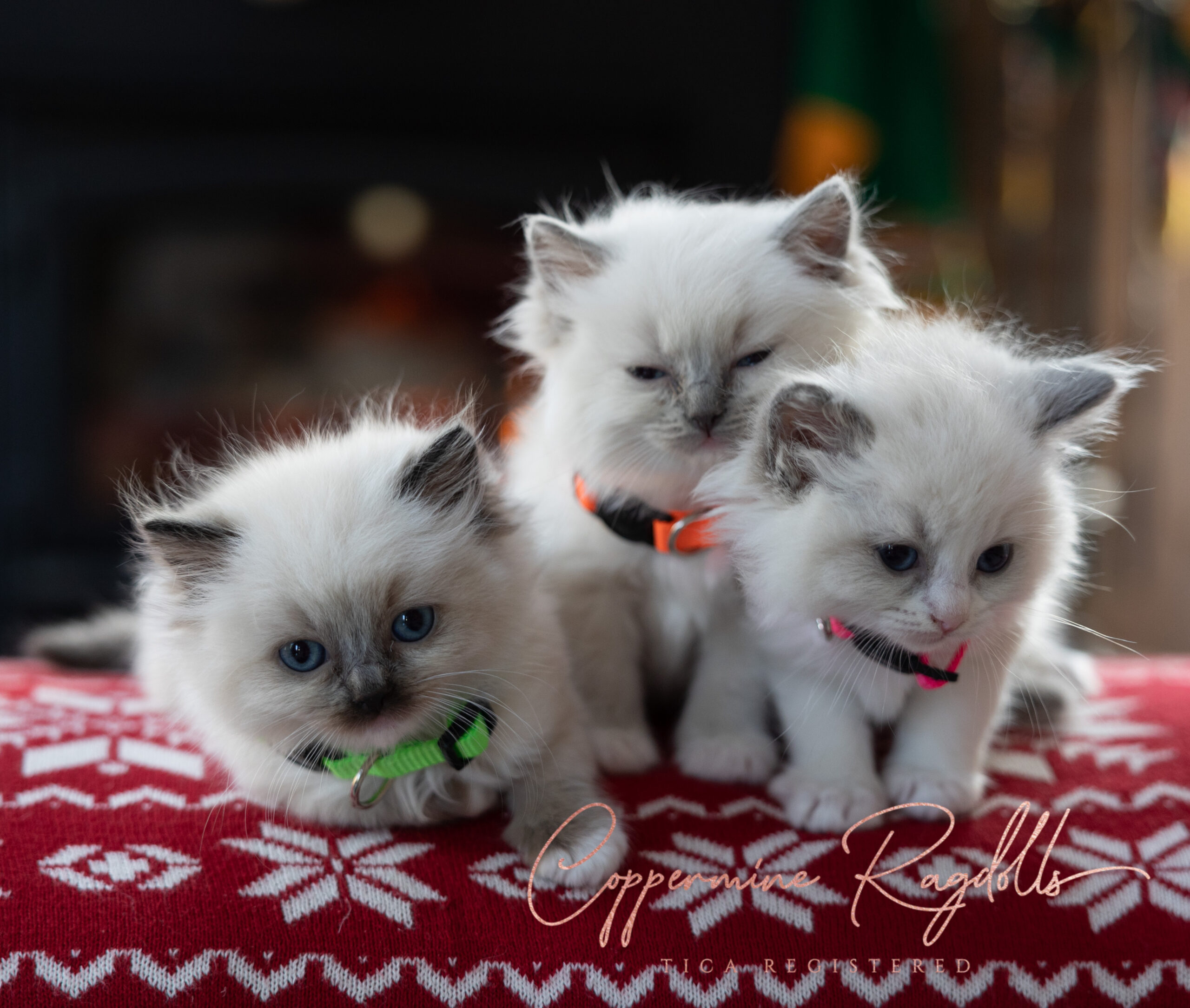 KittenNursery - Coppermine Ragdolls