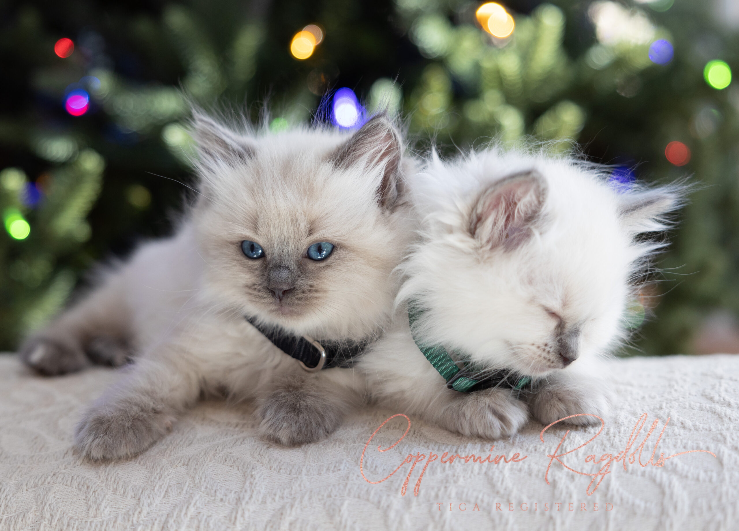 KittenNursery - Coppermine Ragdolls