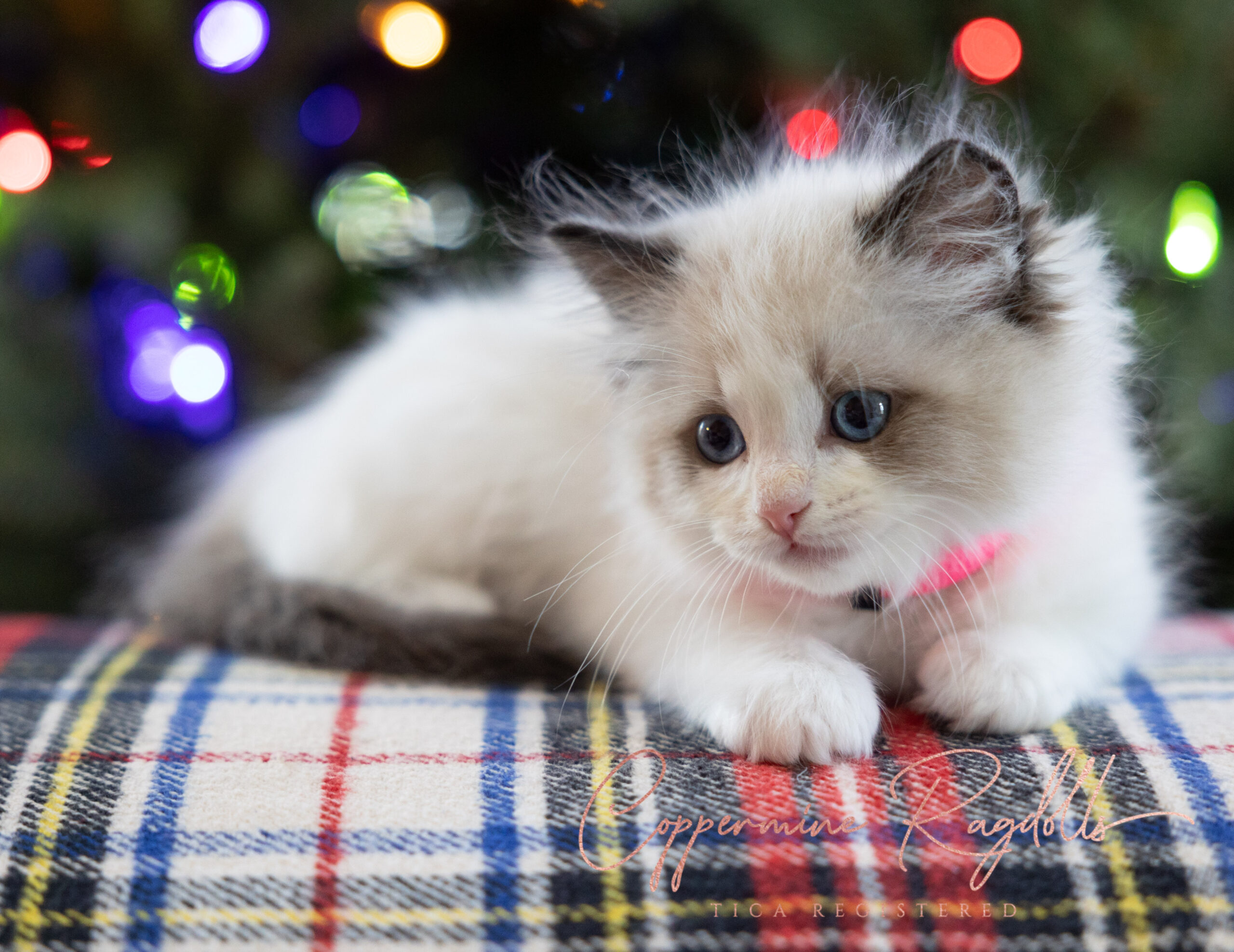 KittenNursery - Coppermine Ragdolls