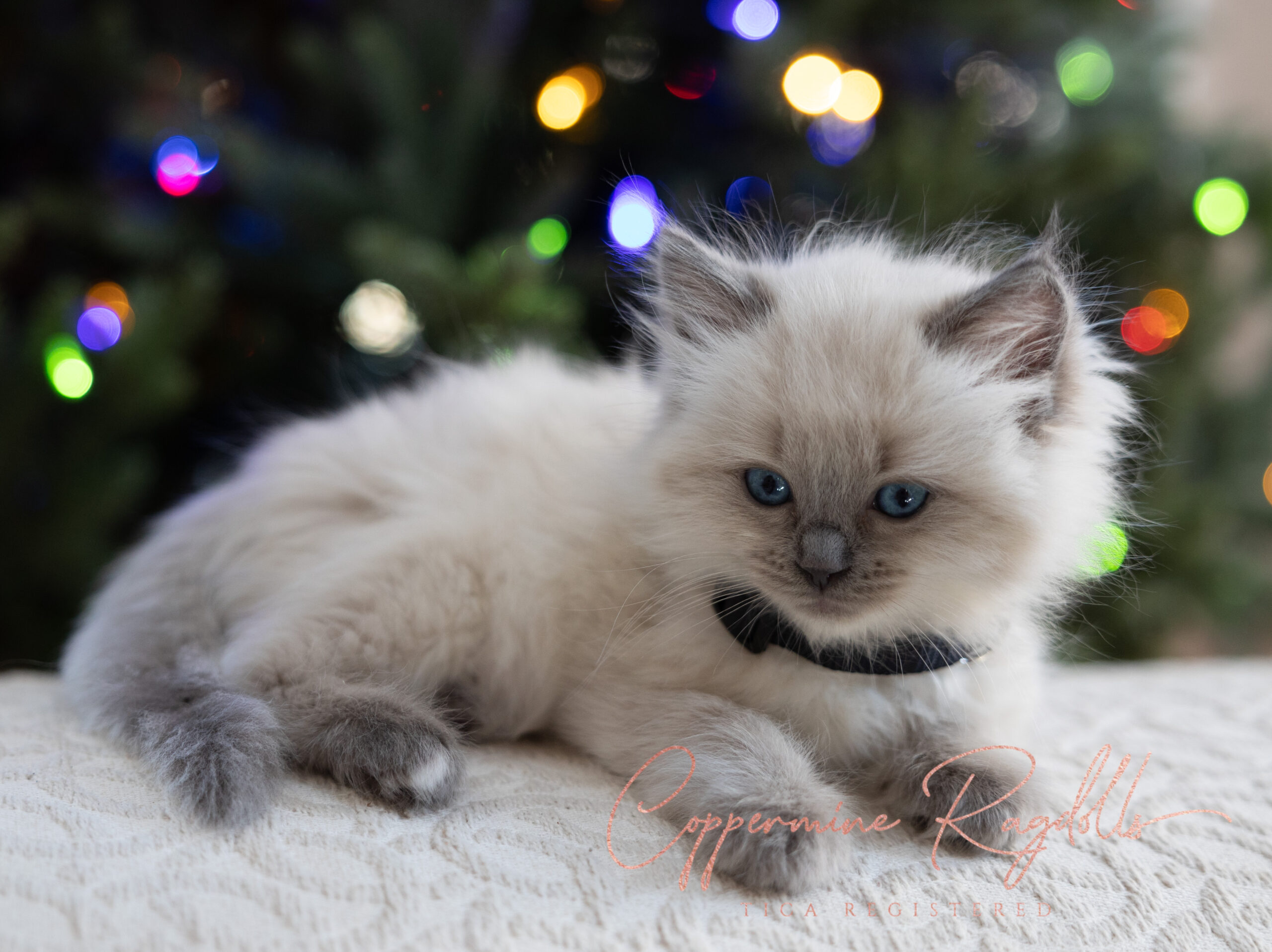 KittenNursery - Coppermine Ragdolls