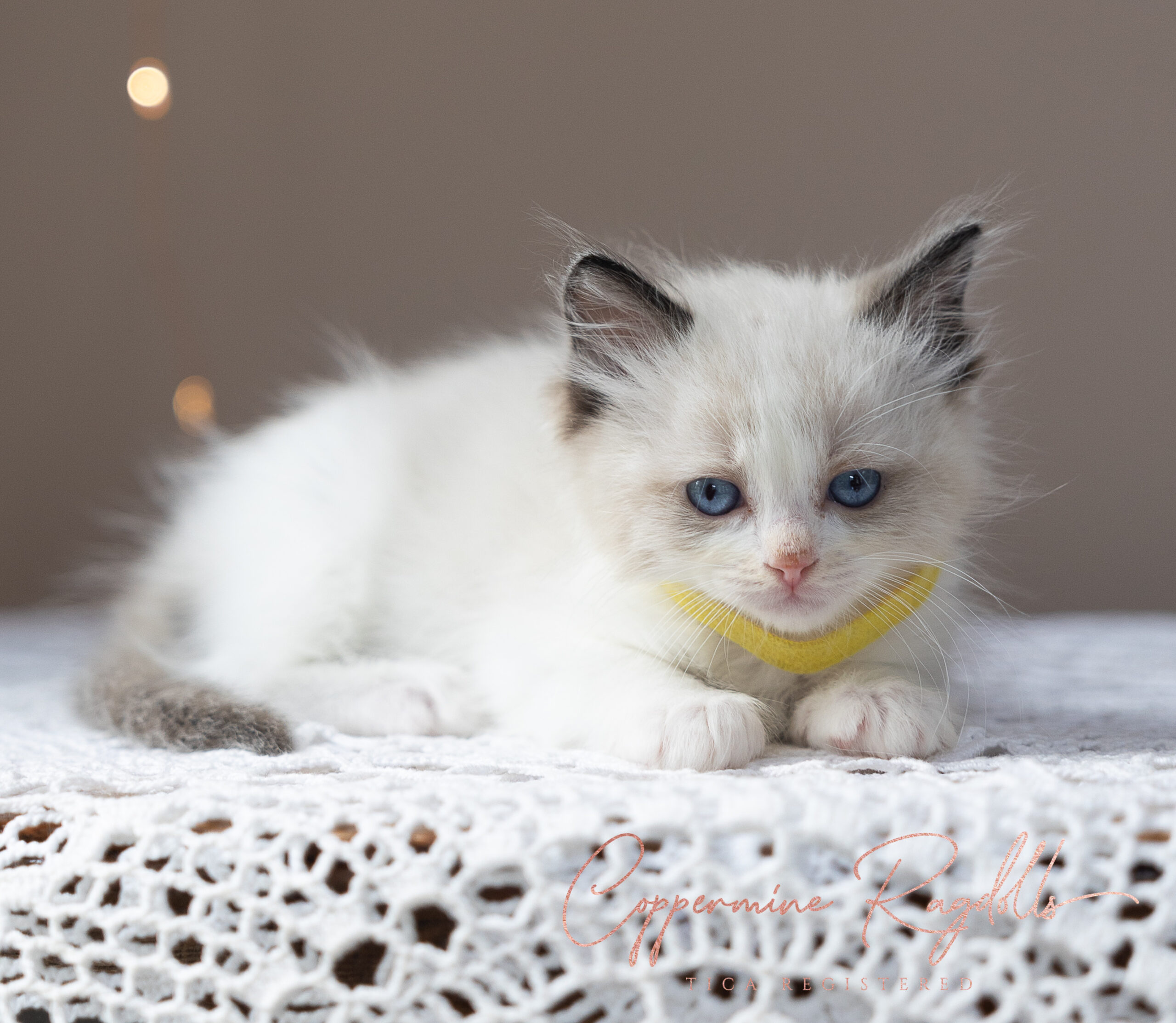 KittenNursery - Coppermine Ragdolls