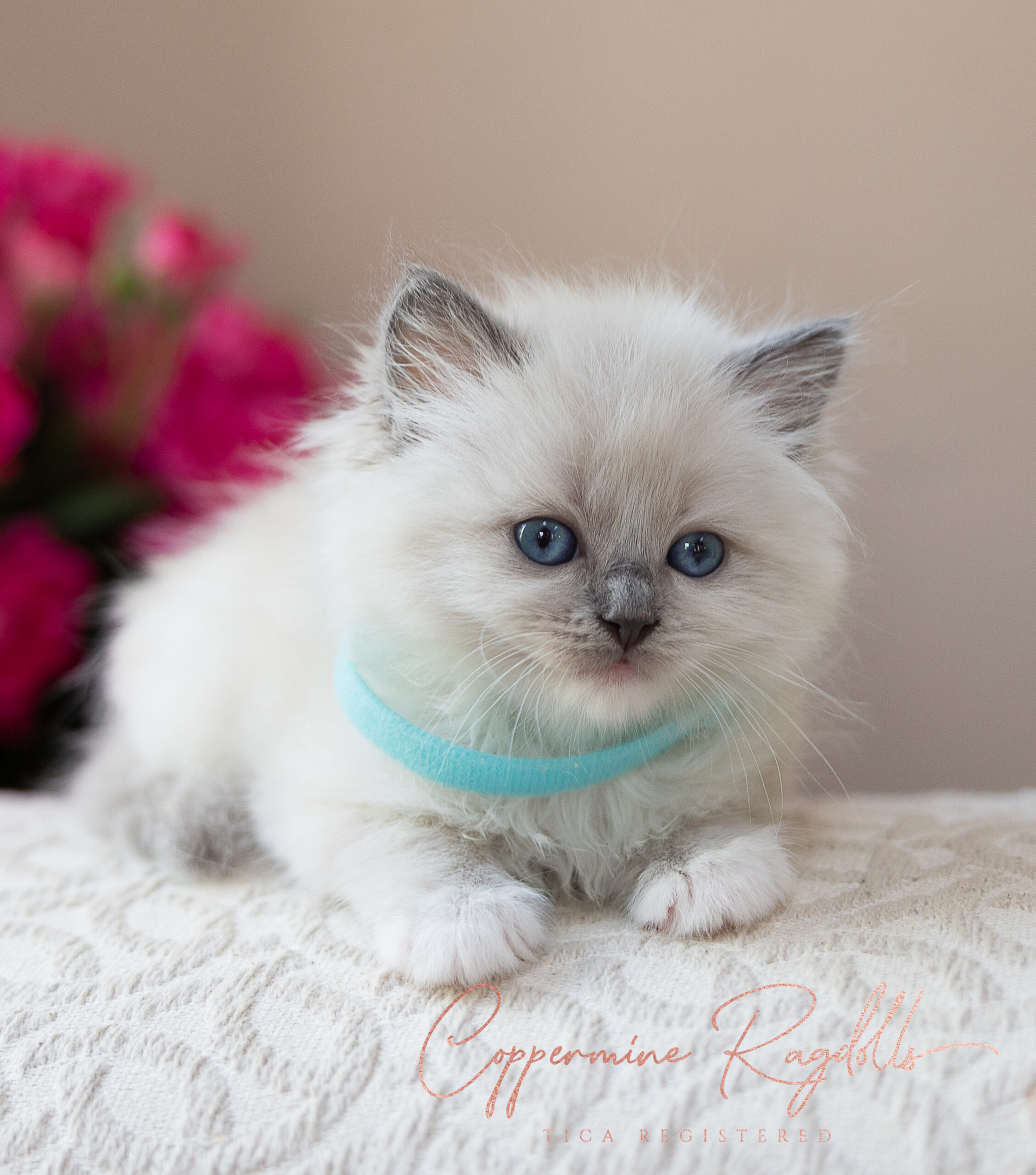 KittenNursery - Coppermine Ragdolls