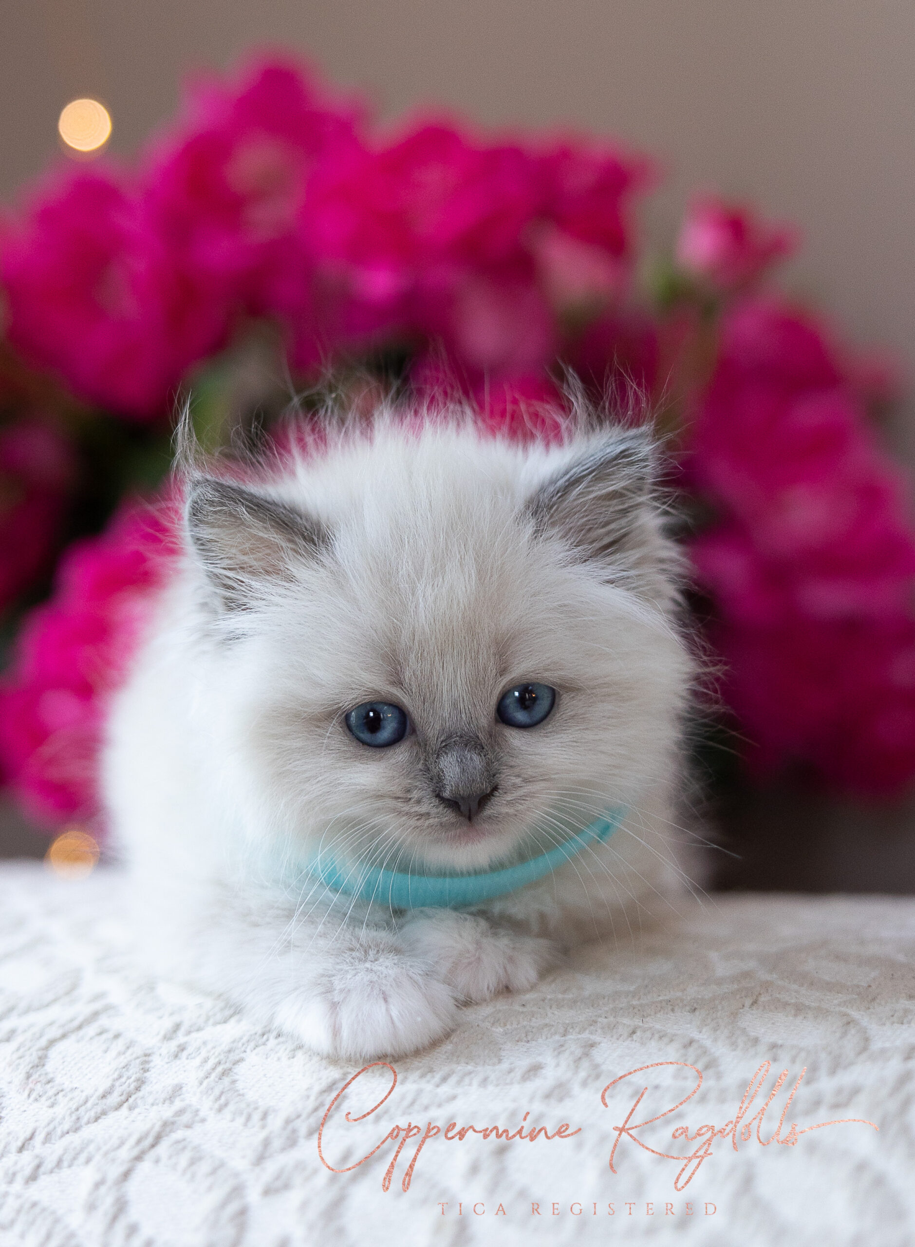 KittenNursery - Coppermine Ragdolls