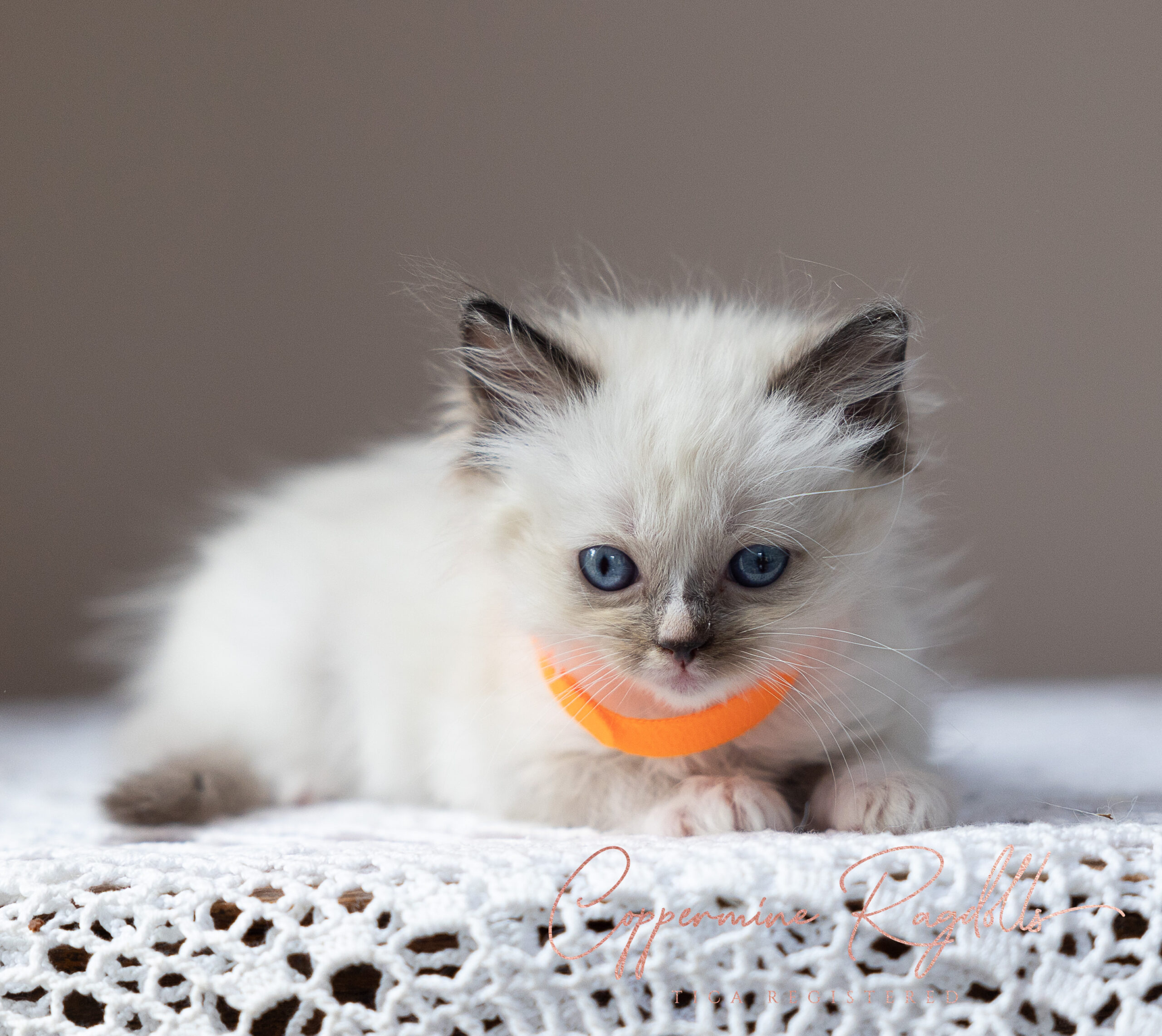 KittenNursery - Coppermine Ragdolls