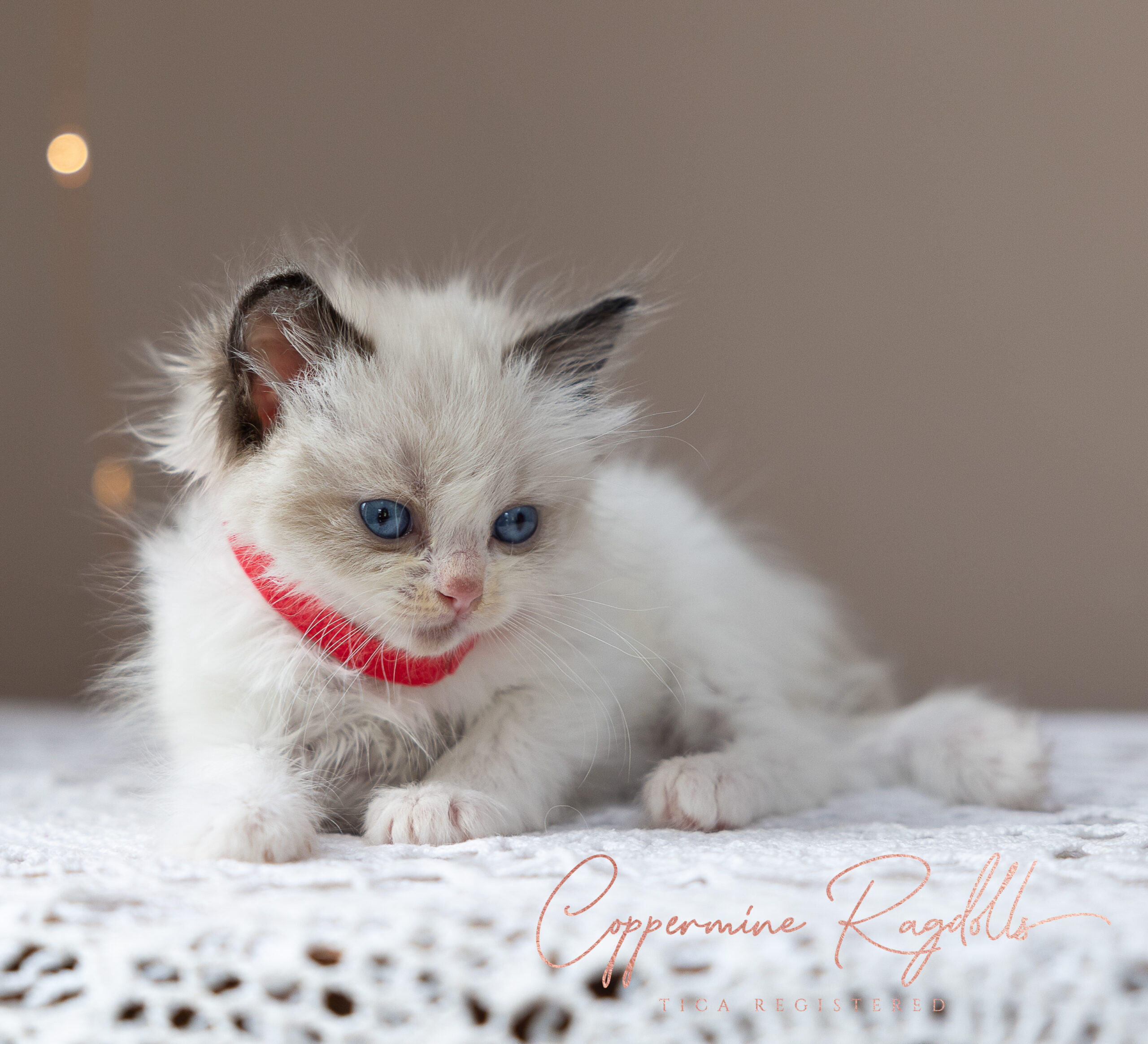 KittenNursery - Coppermine Ragdolls