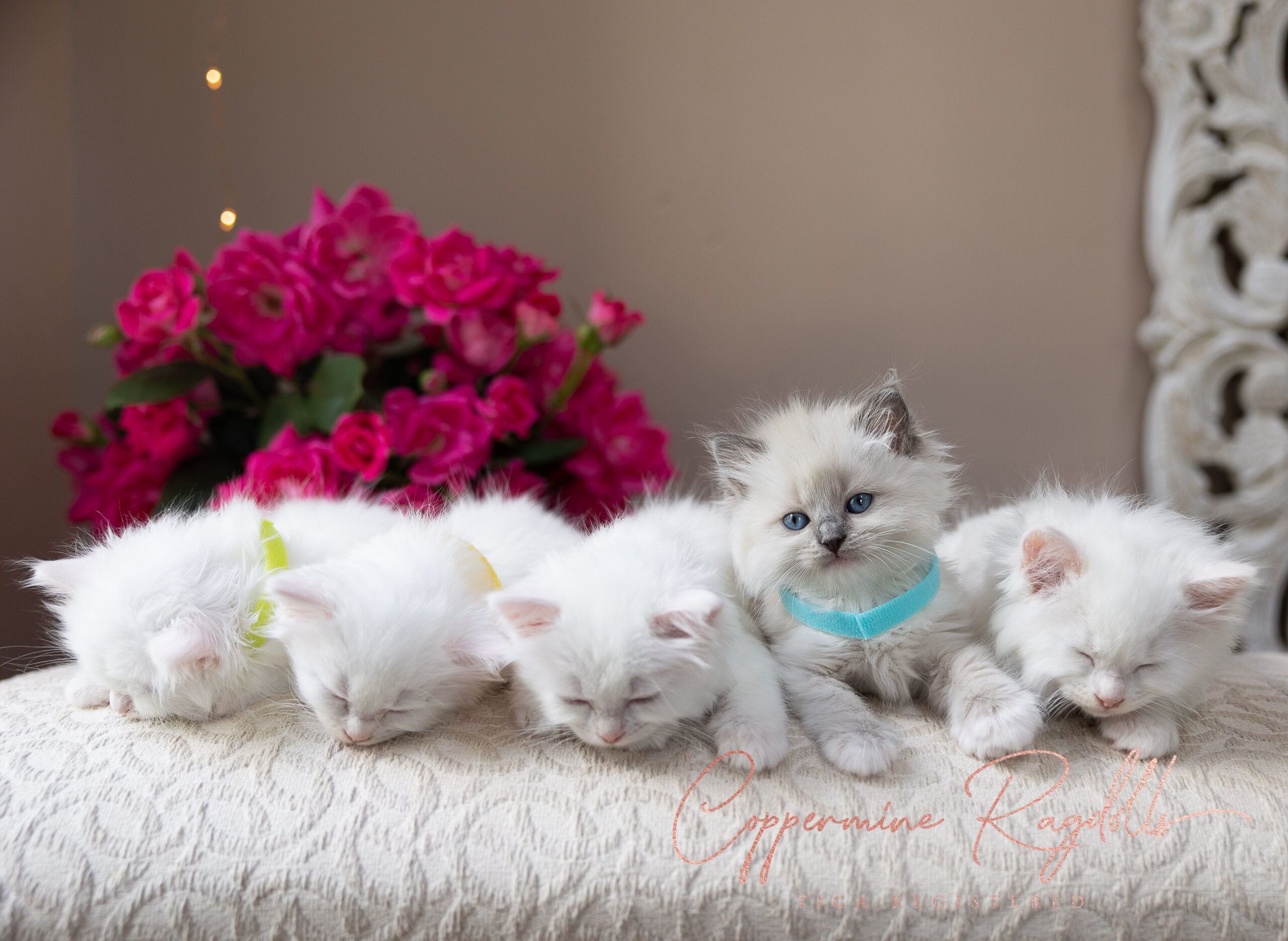 KittenNursery - Coppermine Ragdolls