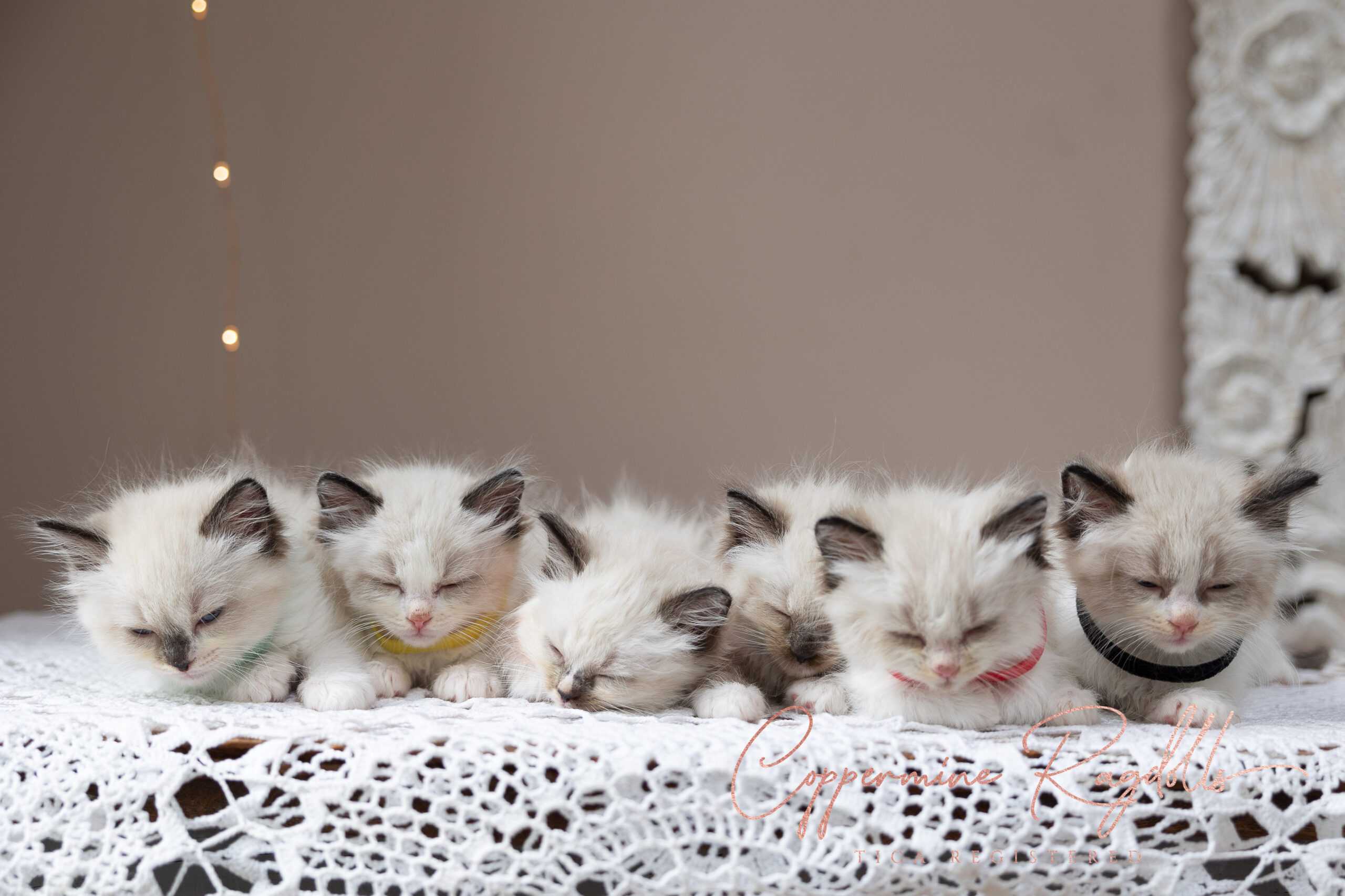 KittenNursery - Coppermine Ragdolls