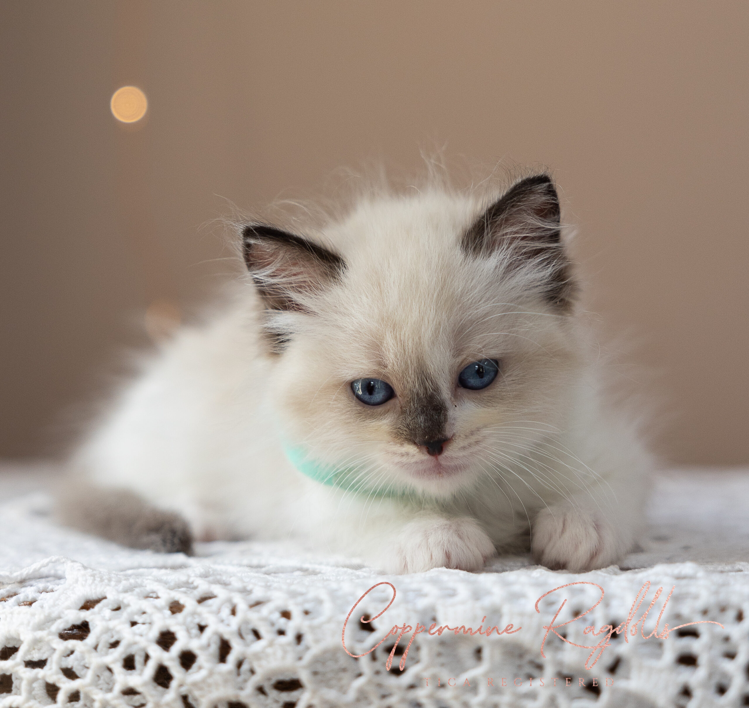 KittenNursery - Coppermine Ragdolls
