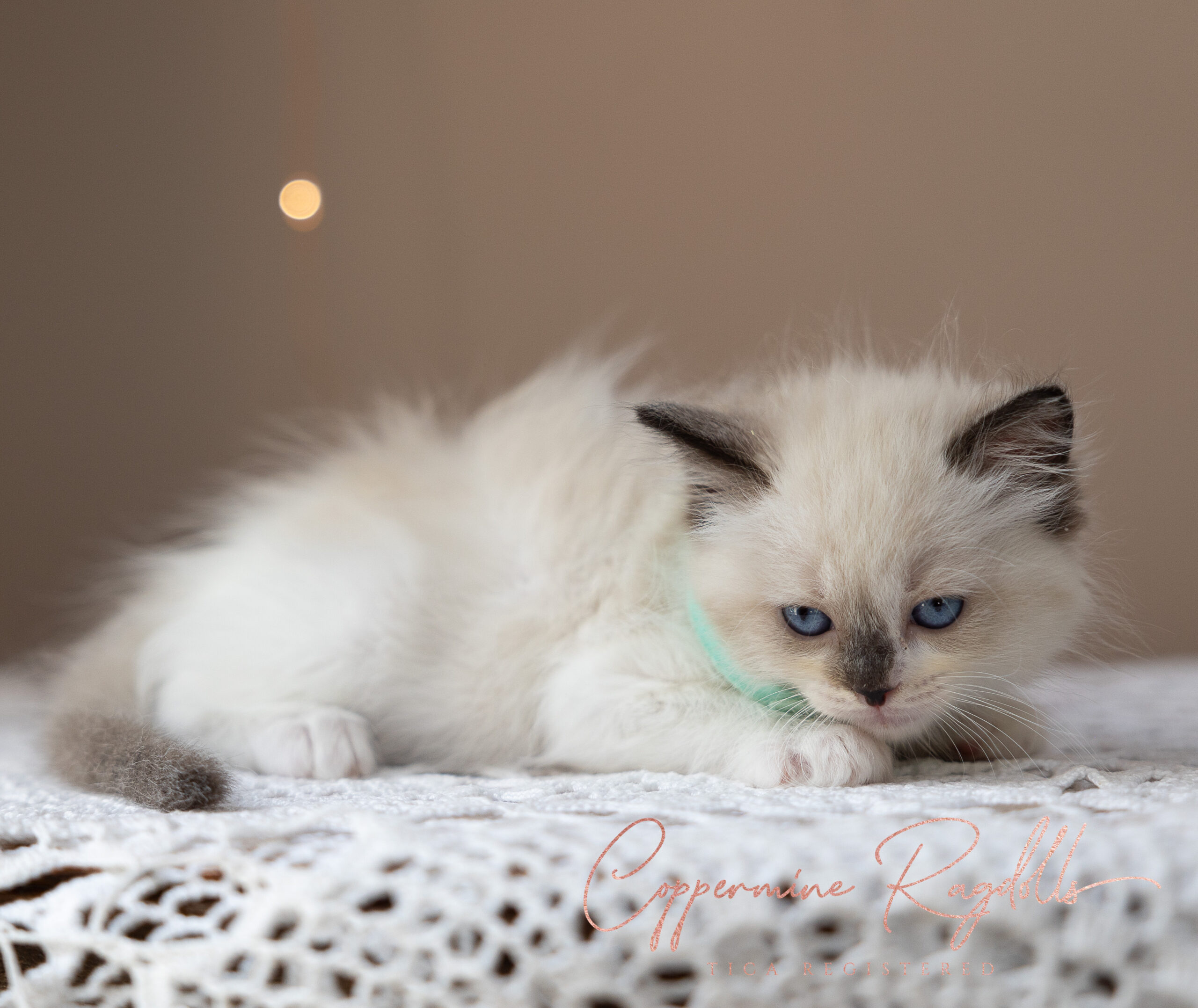 KittenNursery - Coppermine Ragdolls