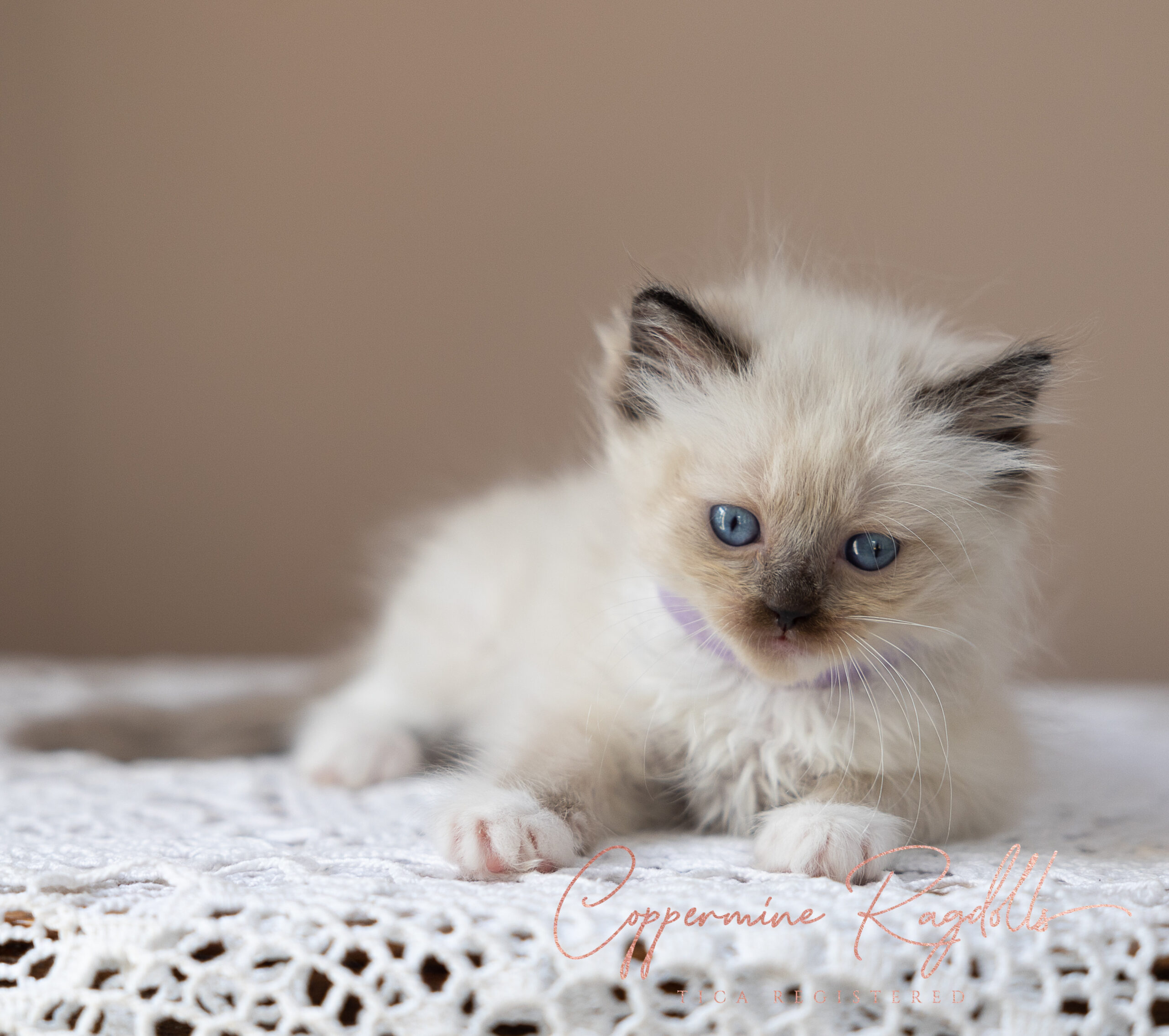 KittenNursery - Coppermine Ragdolls