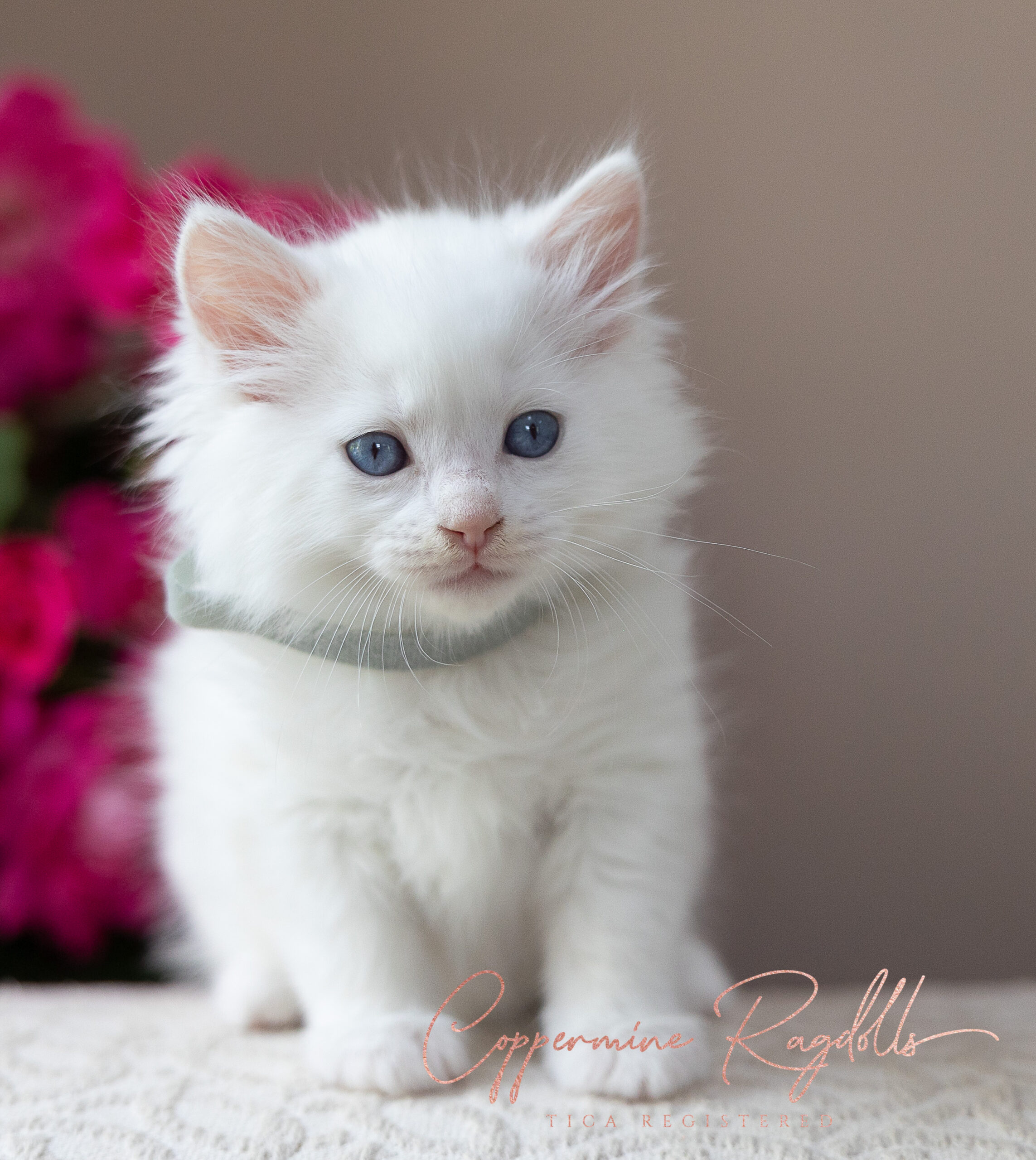 KittenNursery - Coppermine Ragdolls