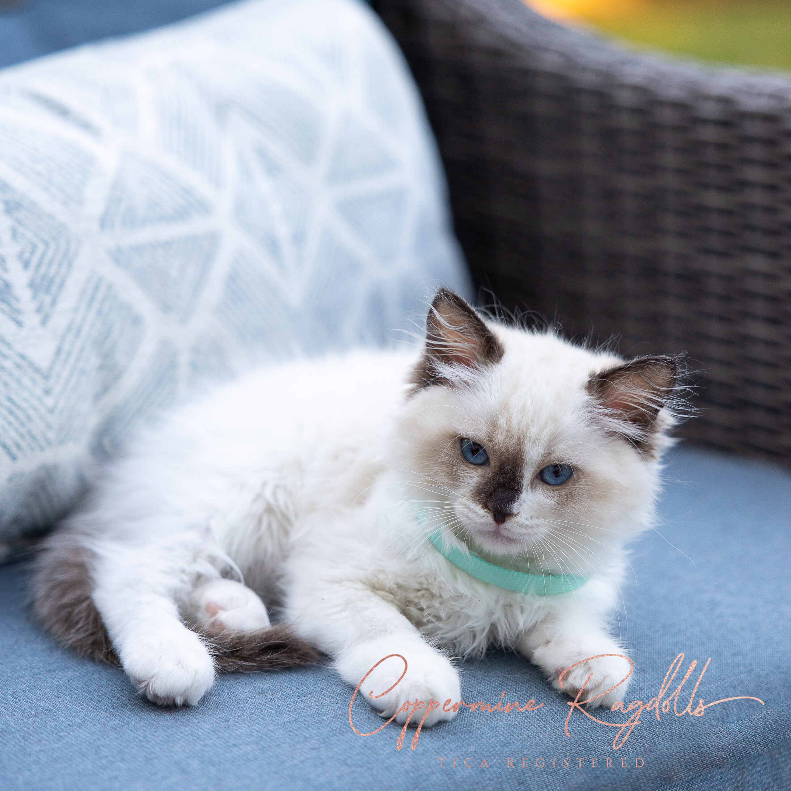 KittenNursery - Coppermine Ragdolls
