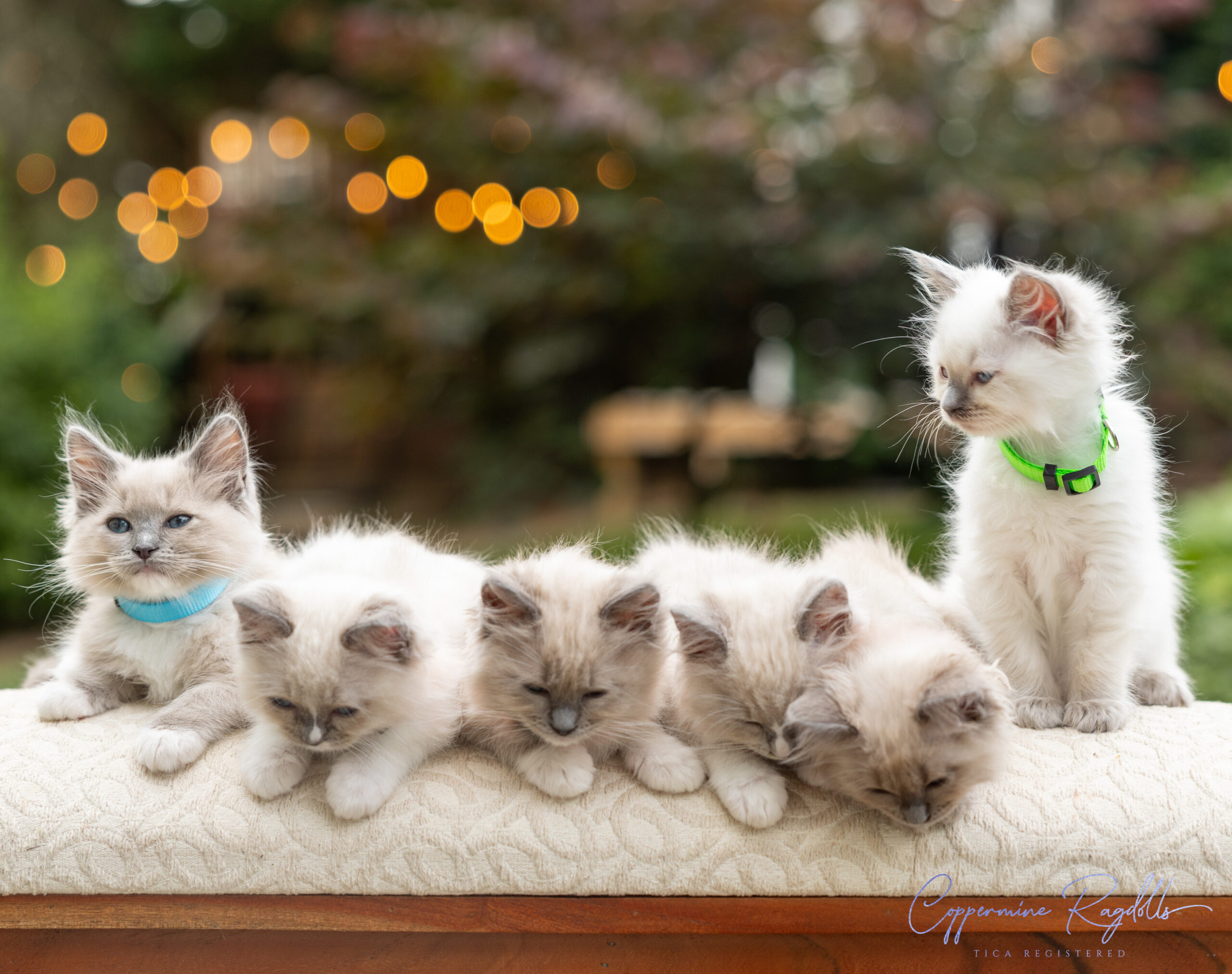 KittenNursery - Coppermine Ragdolls