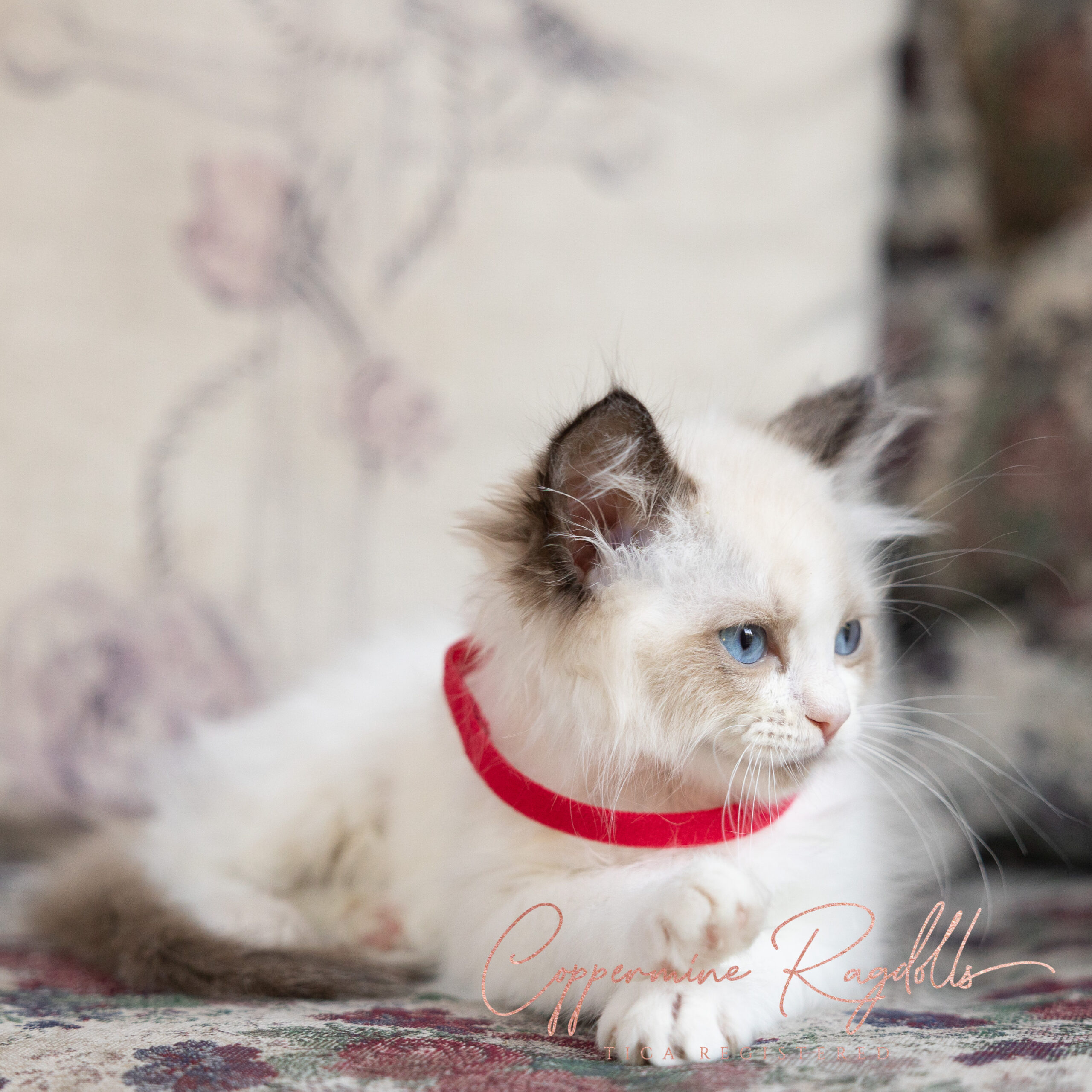 KittenNursery - Coppermine Ragdolls