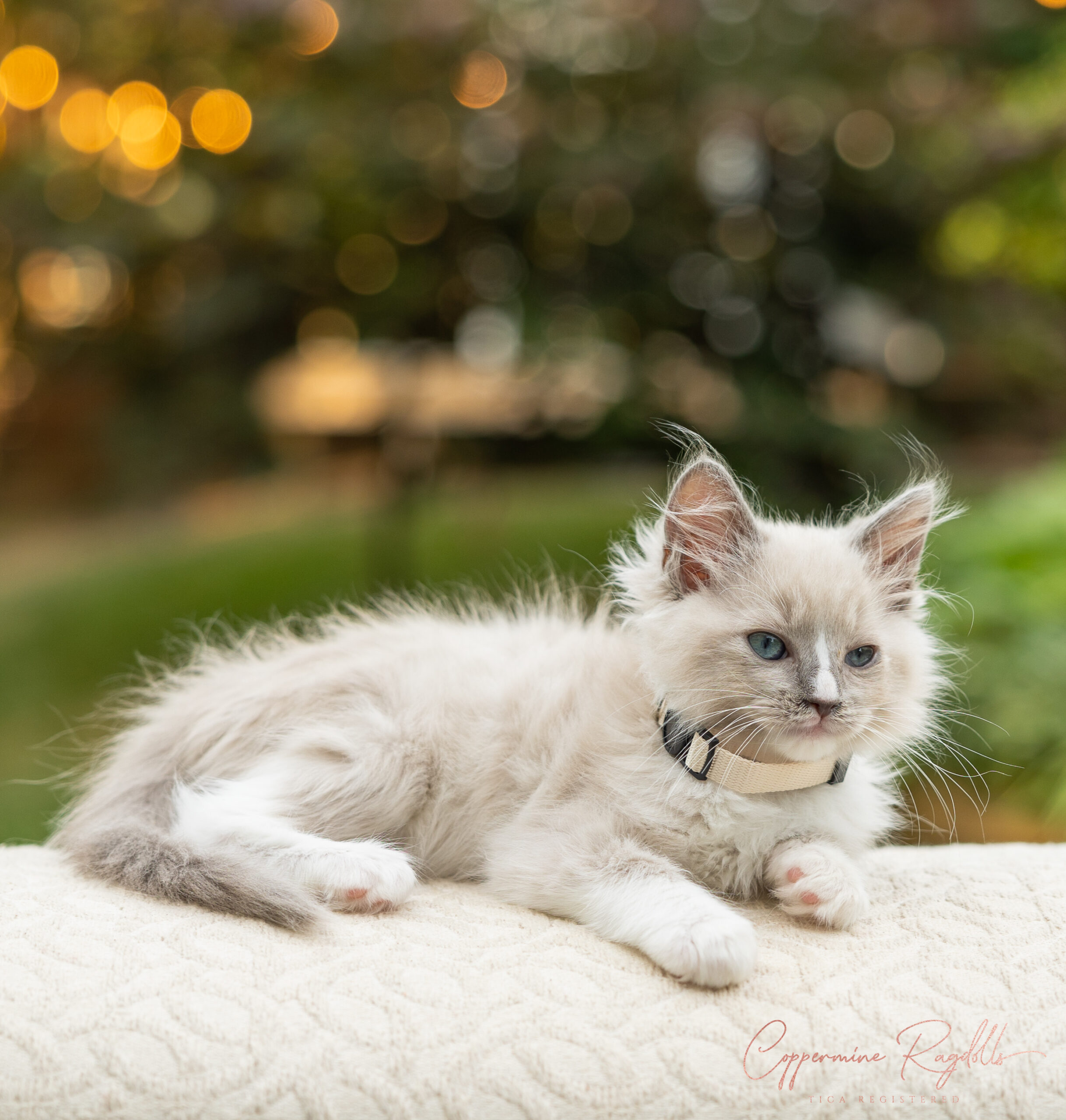 KittenNursery - Coppermine Ragdolls