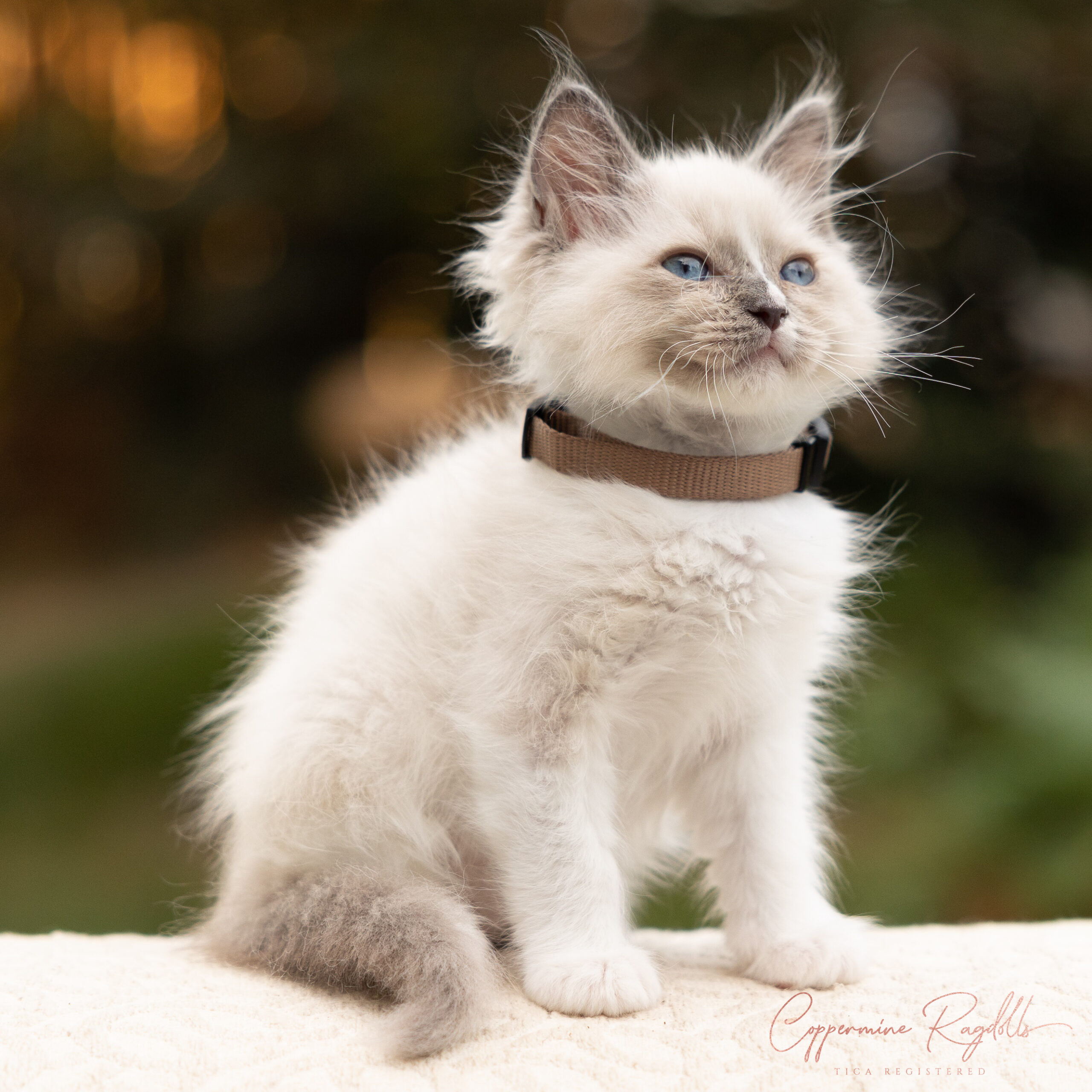 KittenNursery - Coppermine Ragdolls