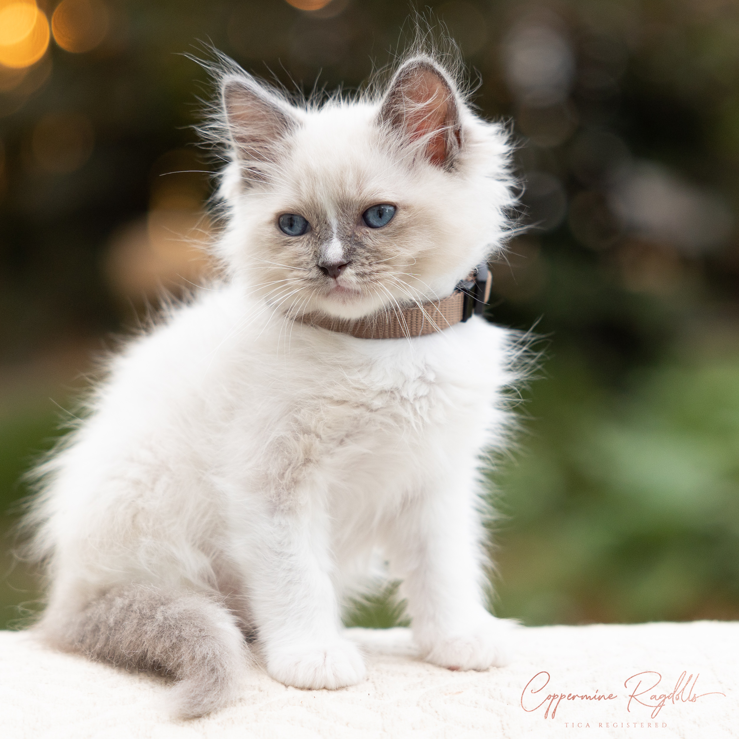 KittenNursery - Coppermine Ragdolls