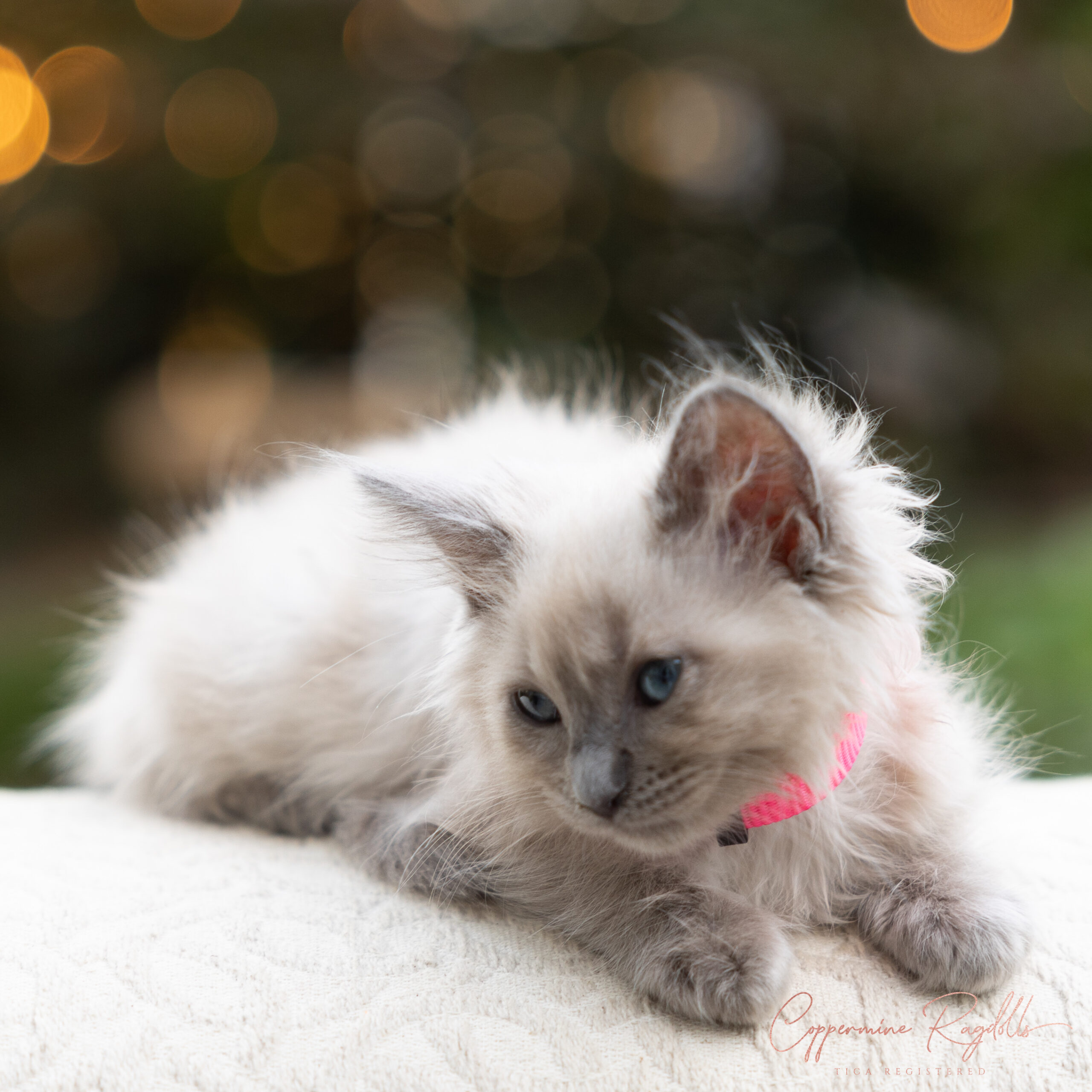 KittenNursery - Coppermine Ragdolls