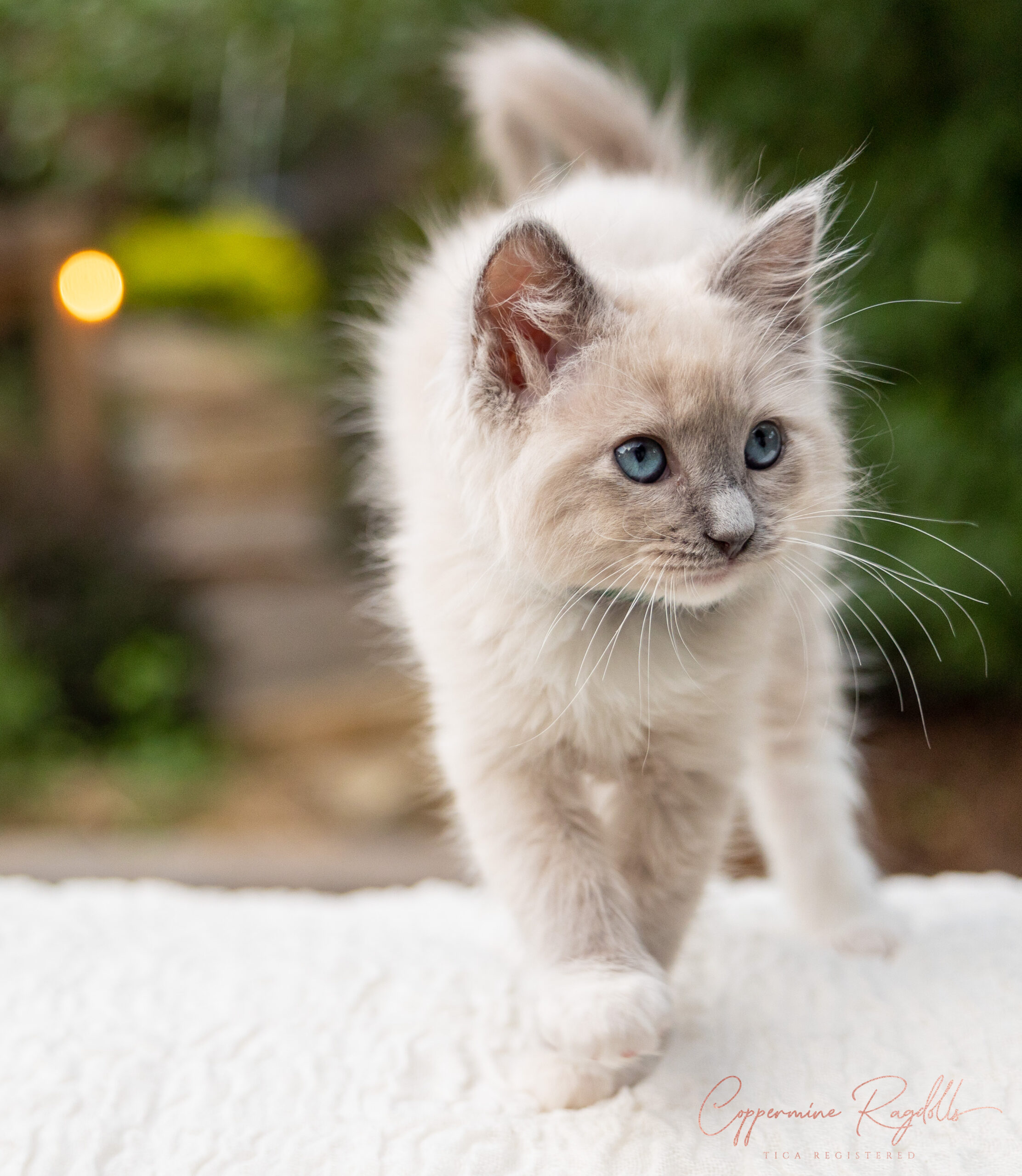 KittenNursery - Coppermine Ragdolls