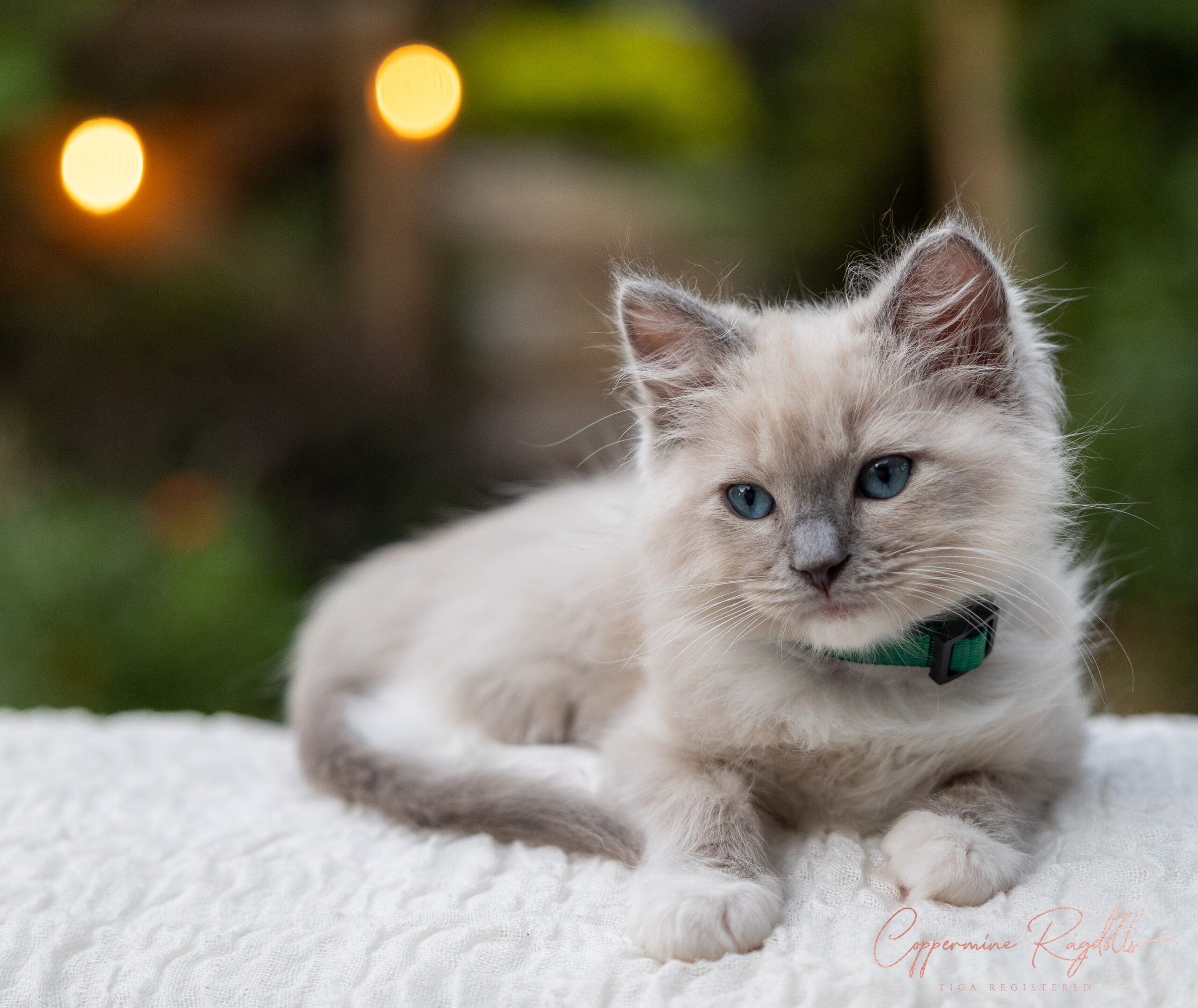 KittenNursery - Coppermine Ragdolls