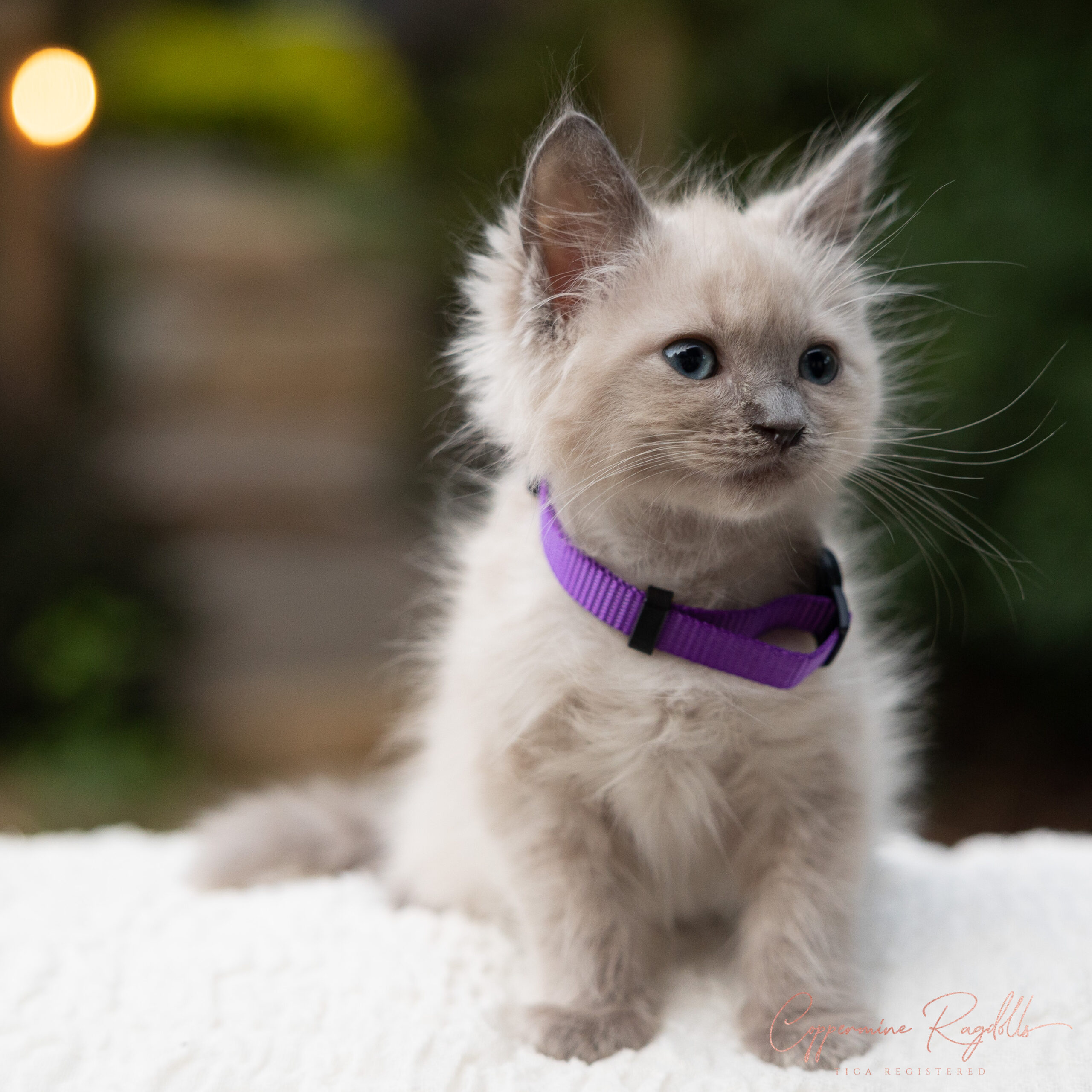 KittenNursery - Coppermine Ragdolls