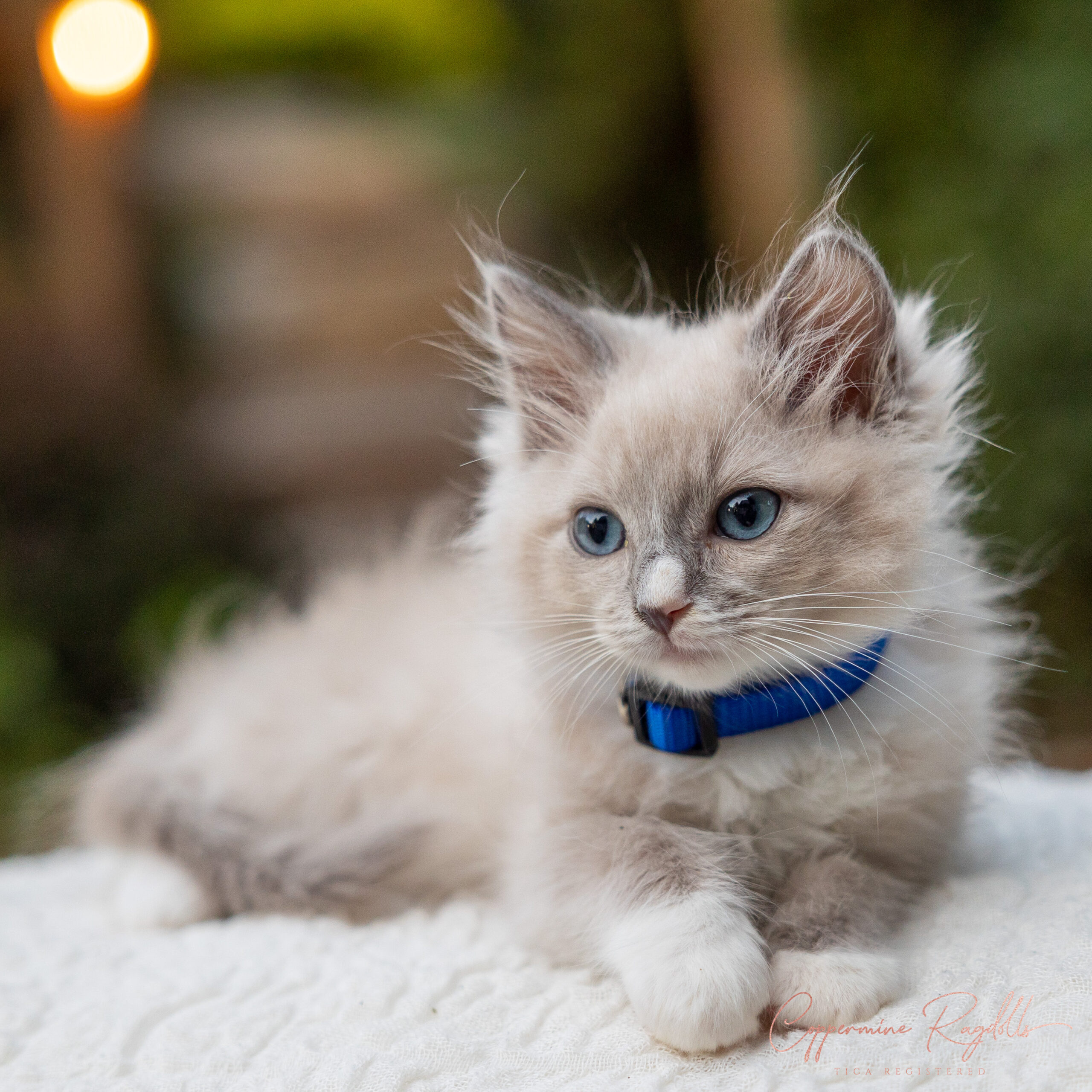 KittenNursery - Coppermine Ragdolls
