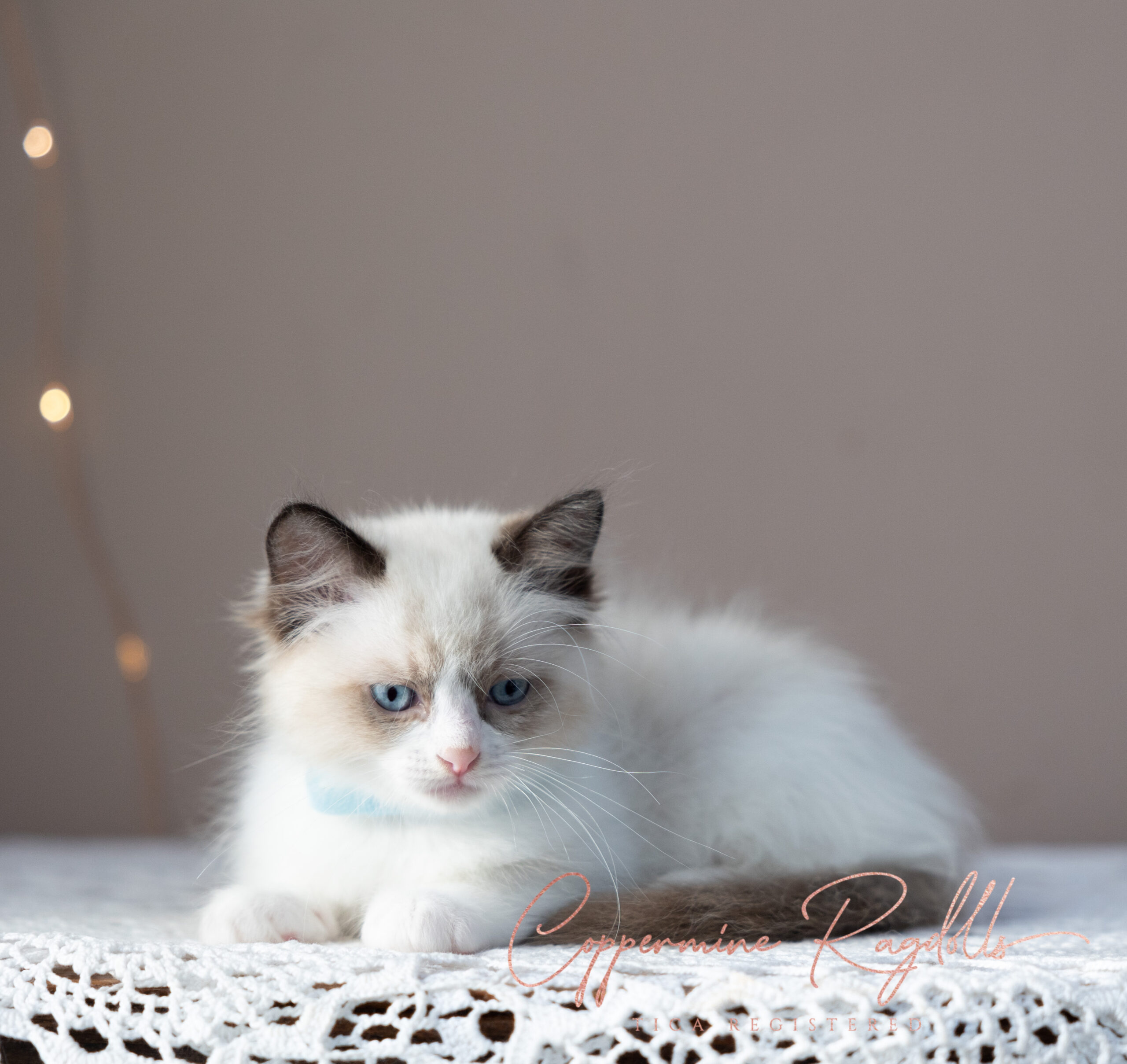 KittenNursery - Coppermine Ragdolls