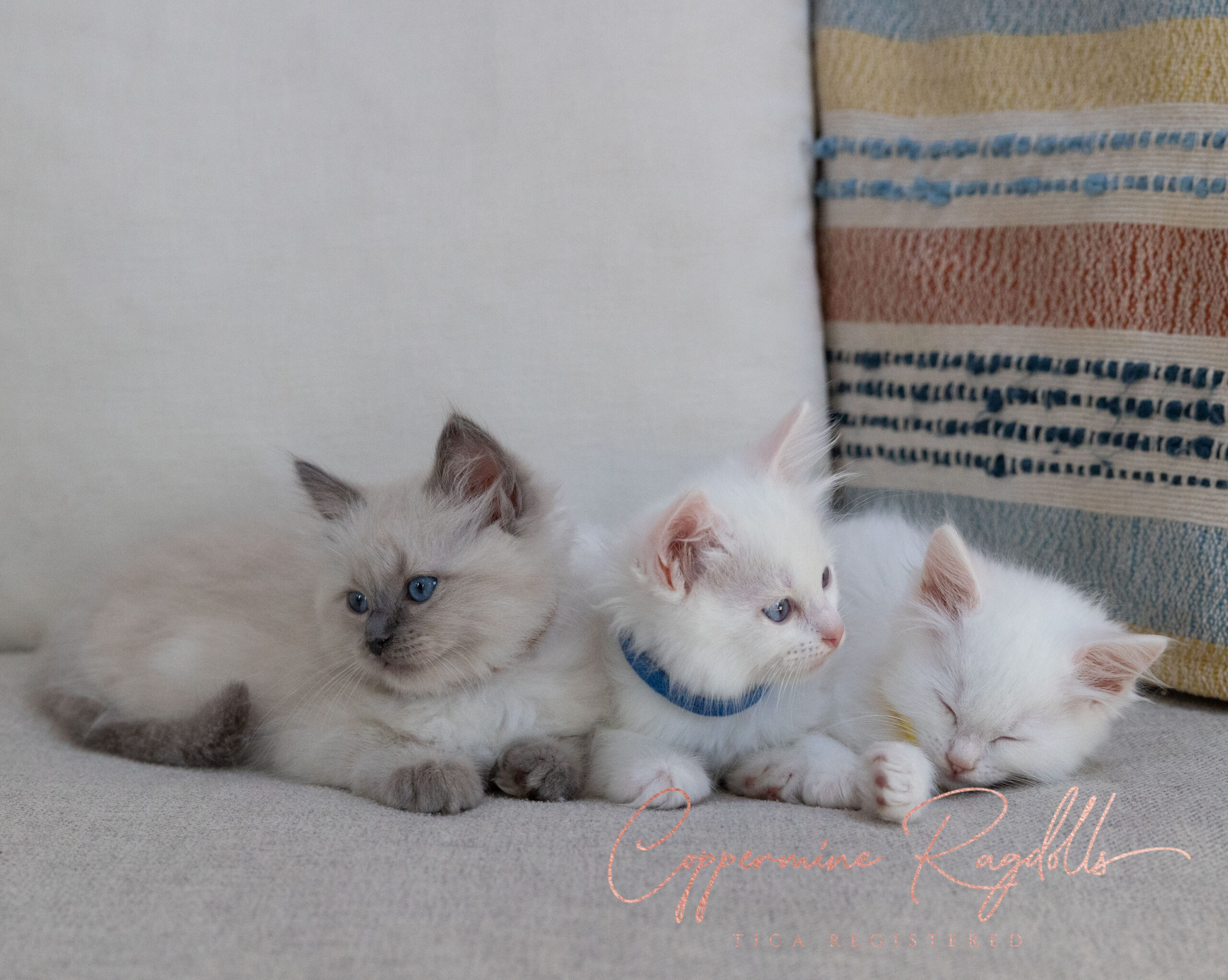KittenNursery - Coppermine Ragdolls
