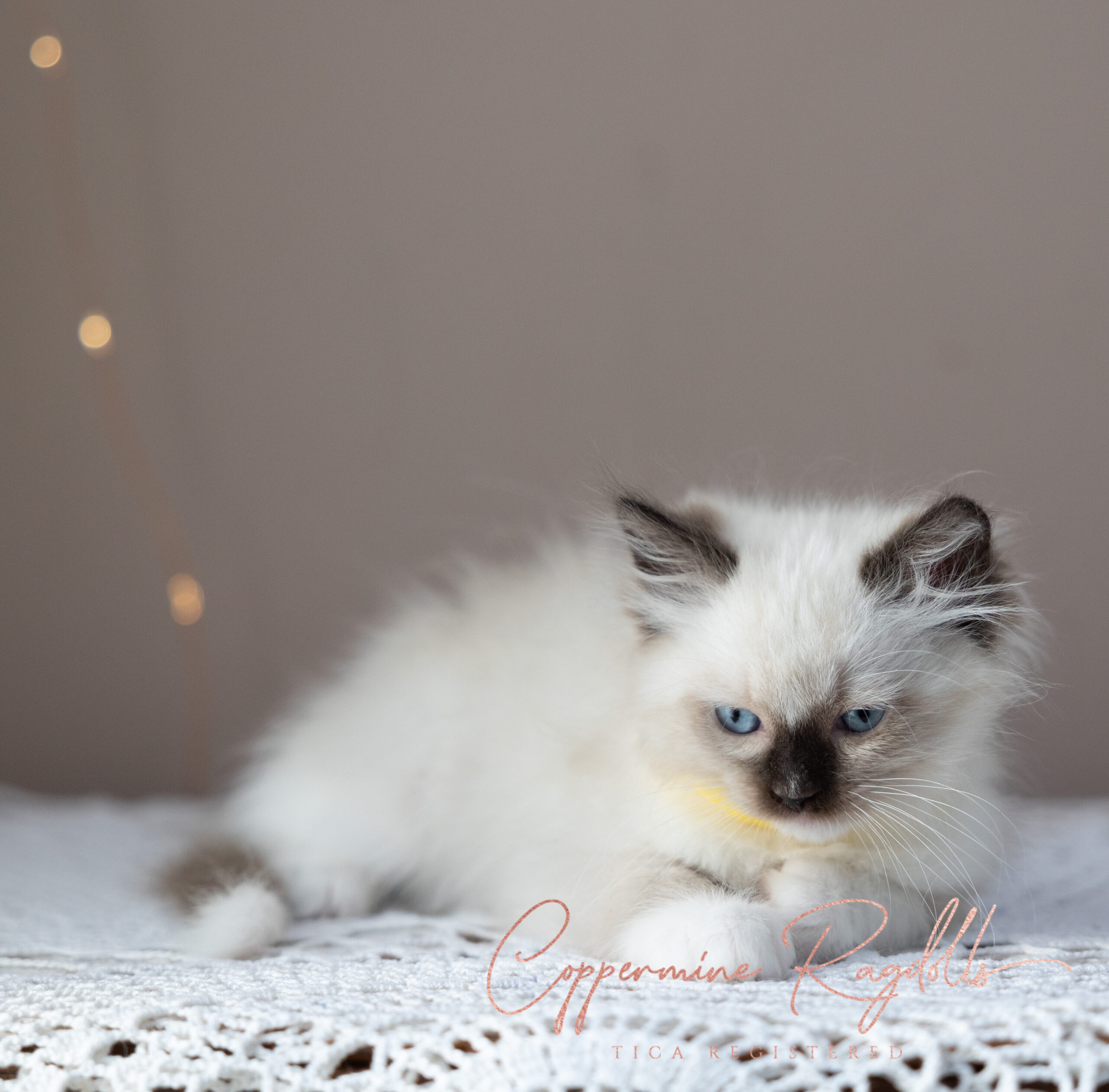 KittenNursery - Coppermine Ragdolls