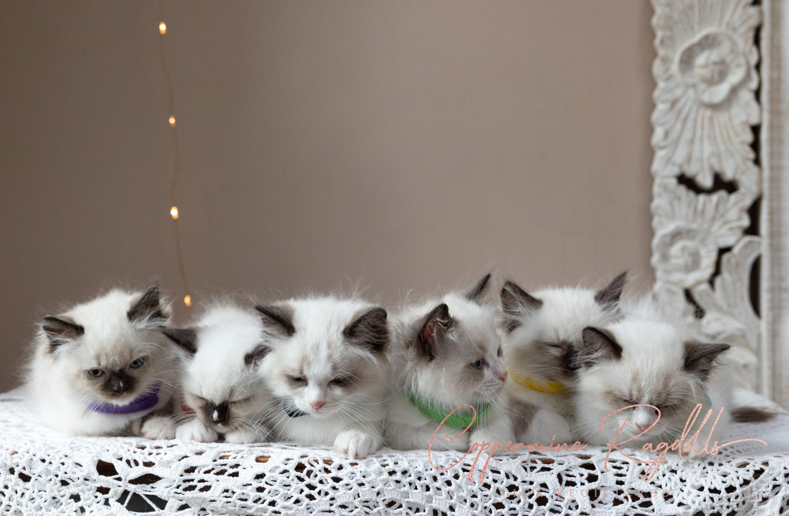 KittenNursery - Coppermine Ragdolls