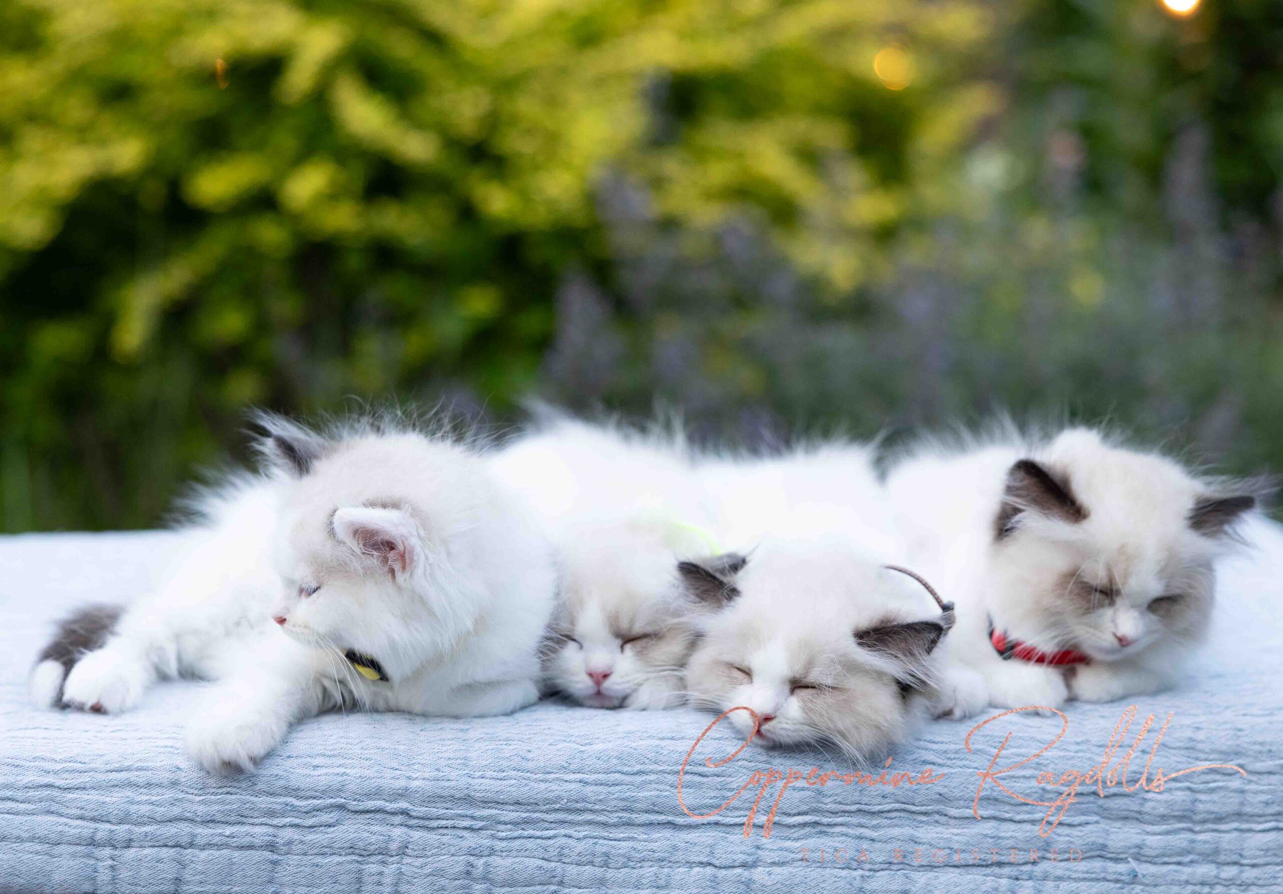 KittenNursery - Coppermine Ragdolls
