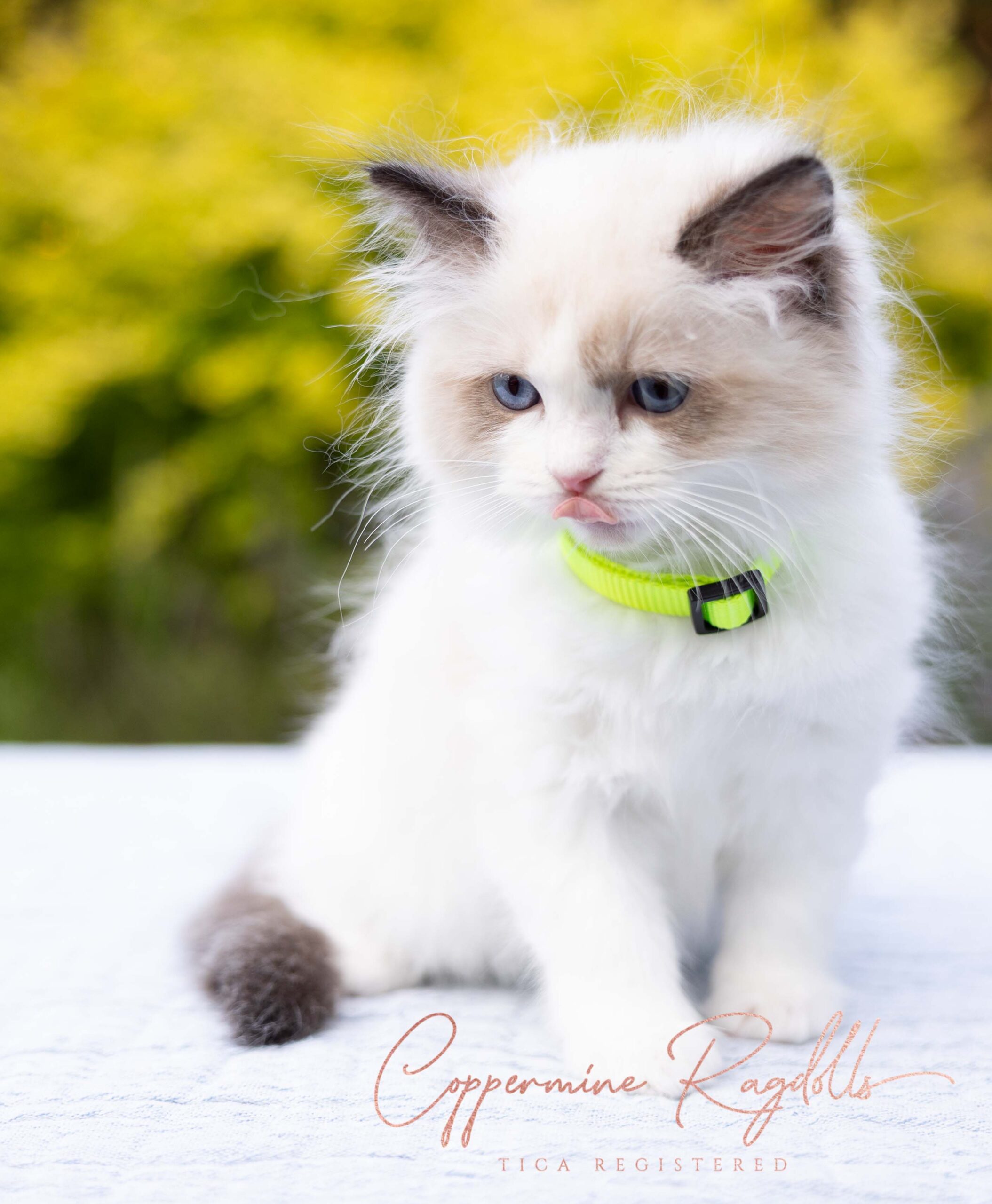 KittenNursery - Coppermine Ragdolls